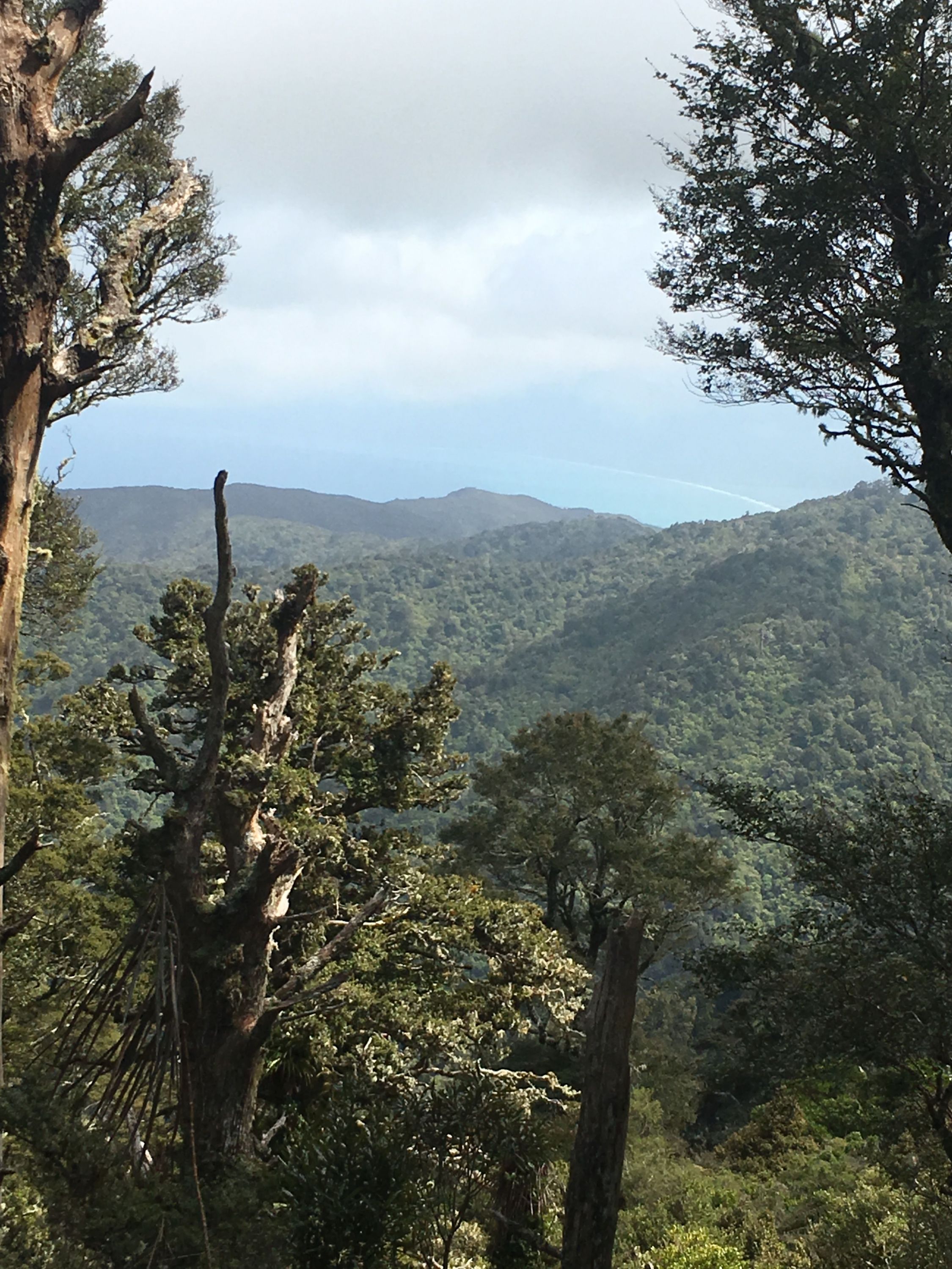 Aorangi Undulator, Wellington - Trails Photo Gallery - Wild Things