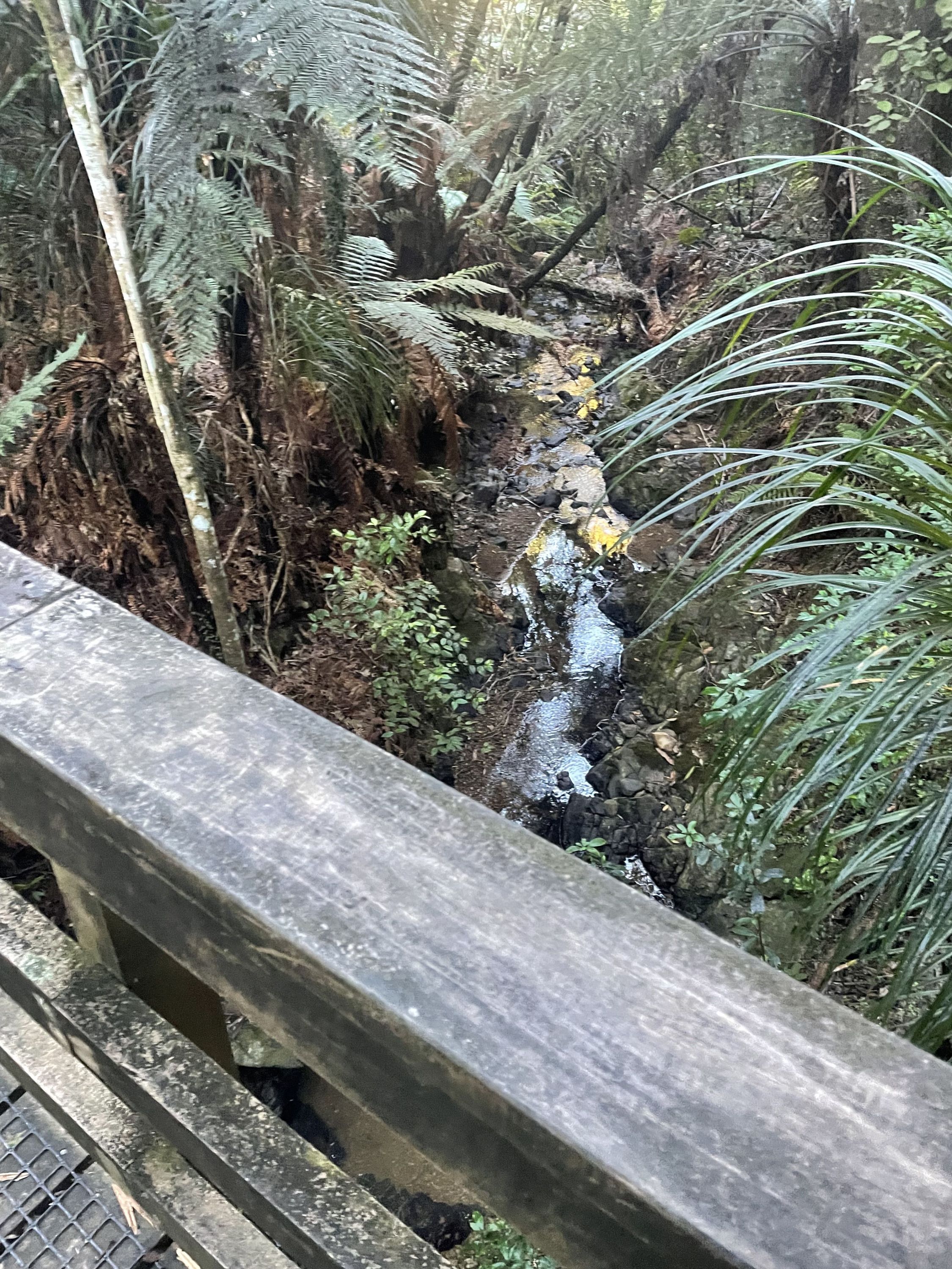 Wairoa Suspension Loop, Auckland - Trails Photo Gallery - Wild Things