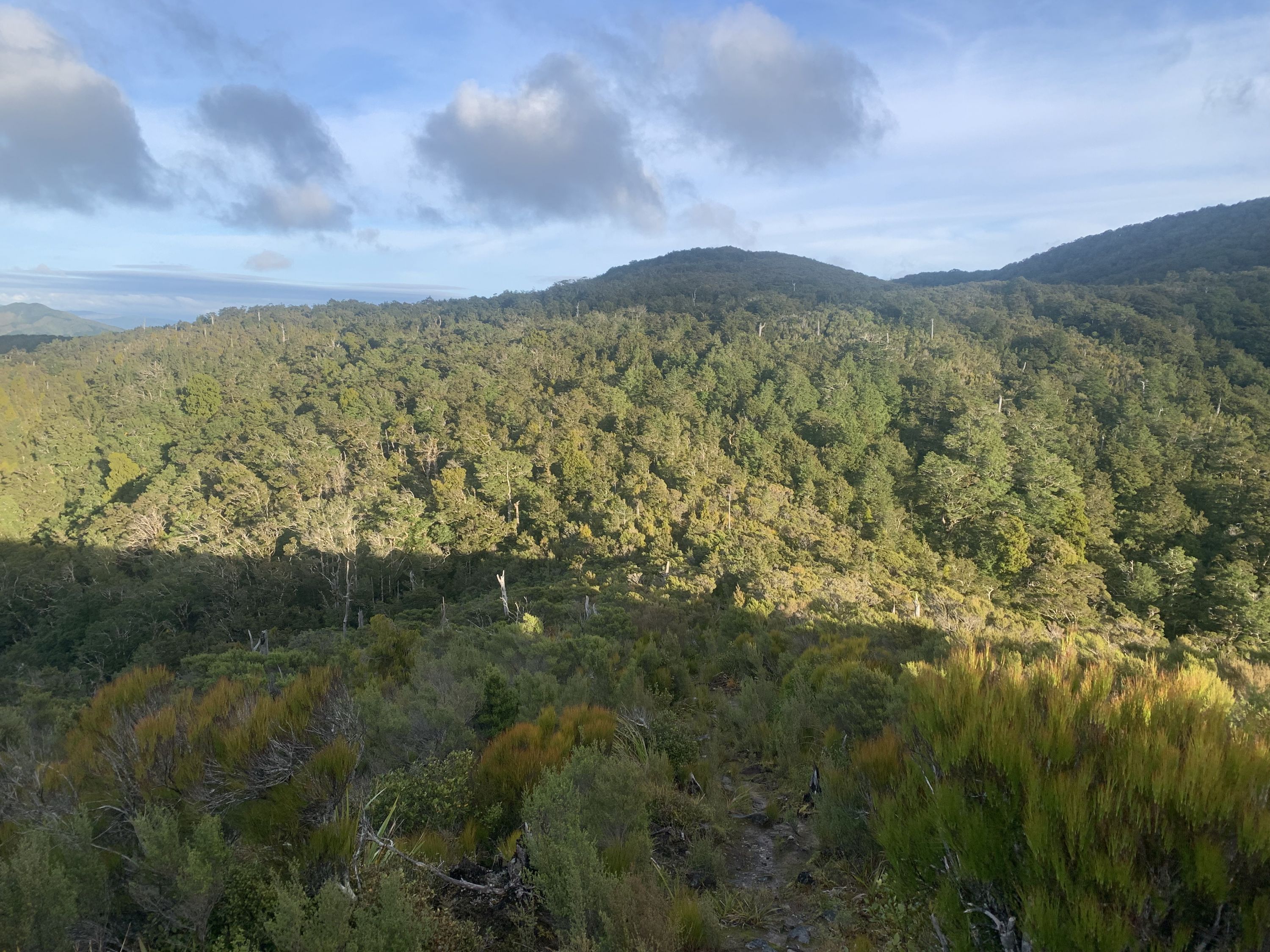 Dobson Loop, Wellington - Trails Photo Gallery - Wild Things
