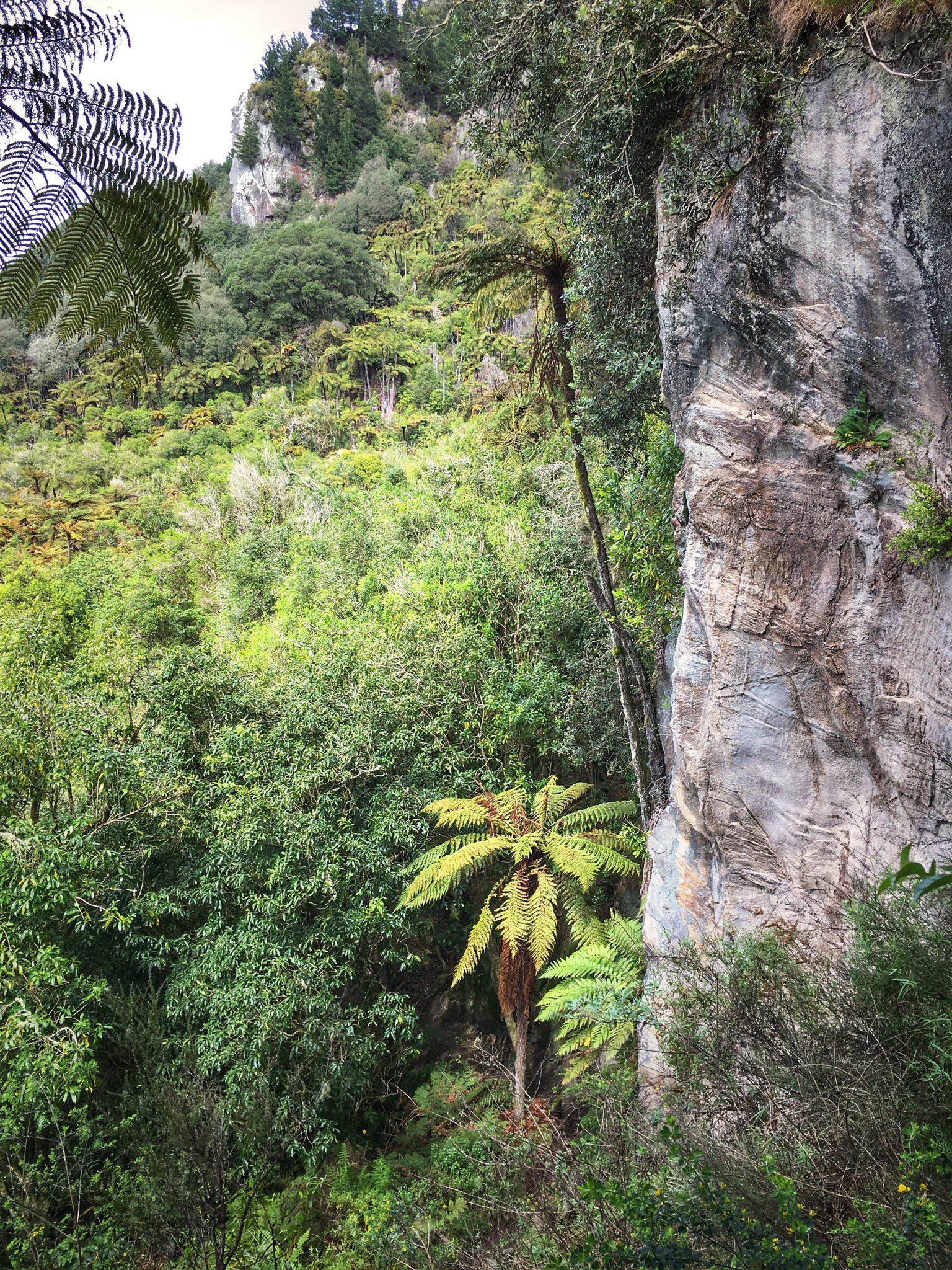 Tarawera Trail Route Recce, Bay of Plenty - Trails Photo Gallery - Wild ...