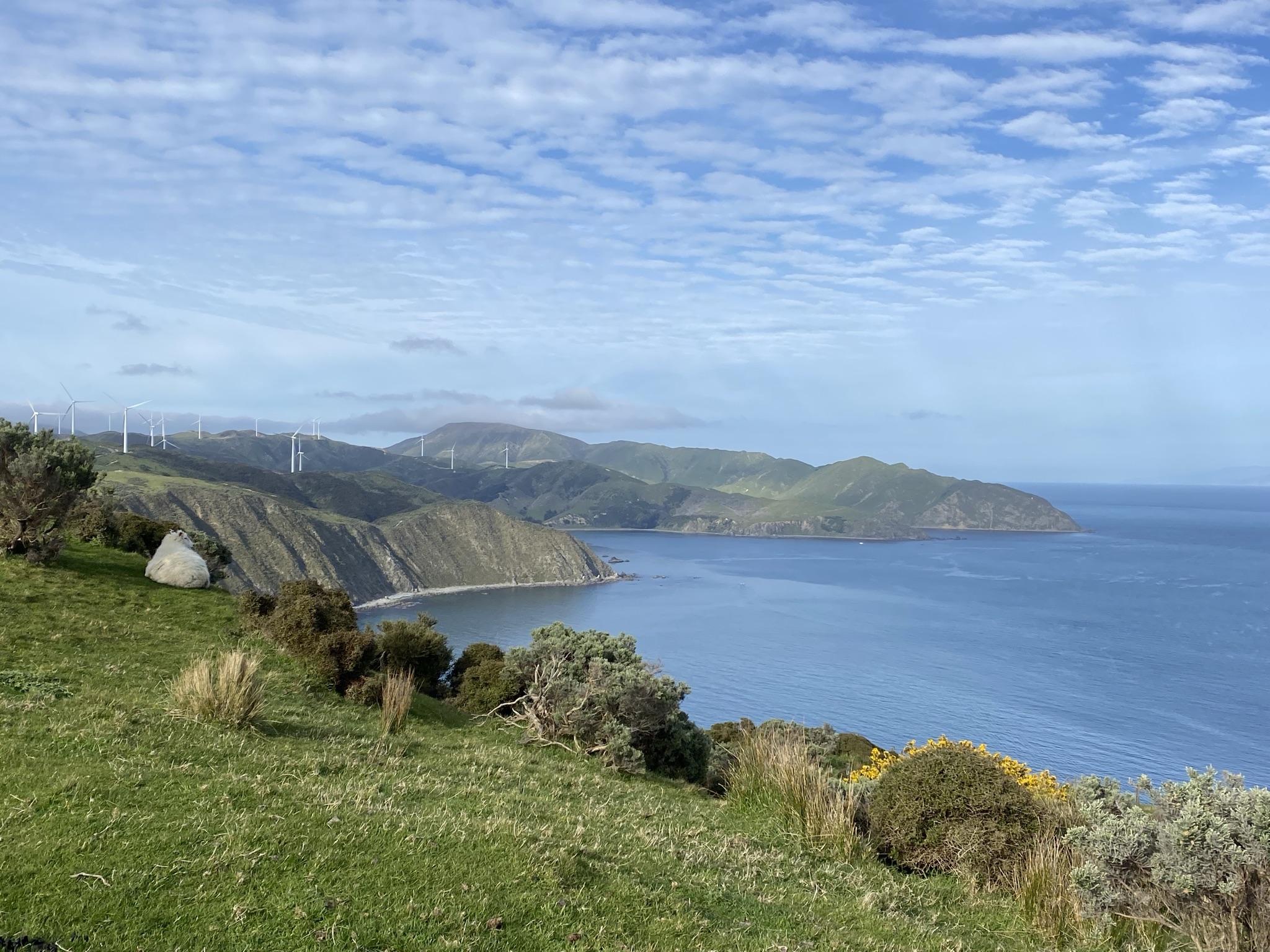 Makara Walkway, Wellington - Trails Photo Gallery - Wild Things