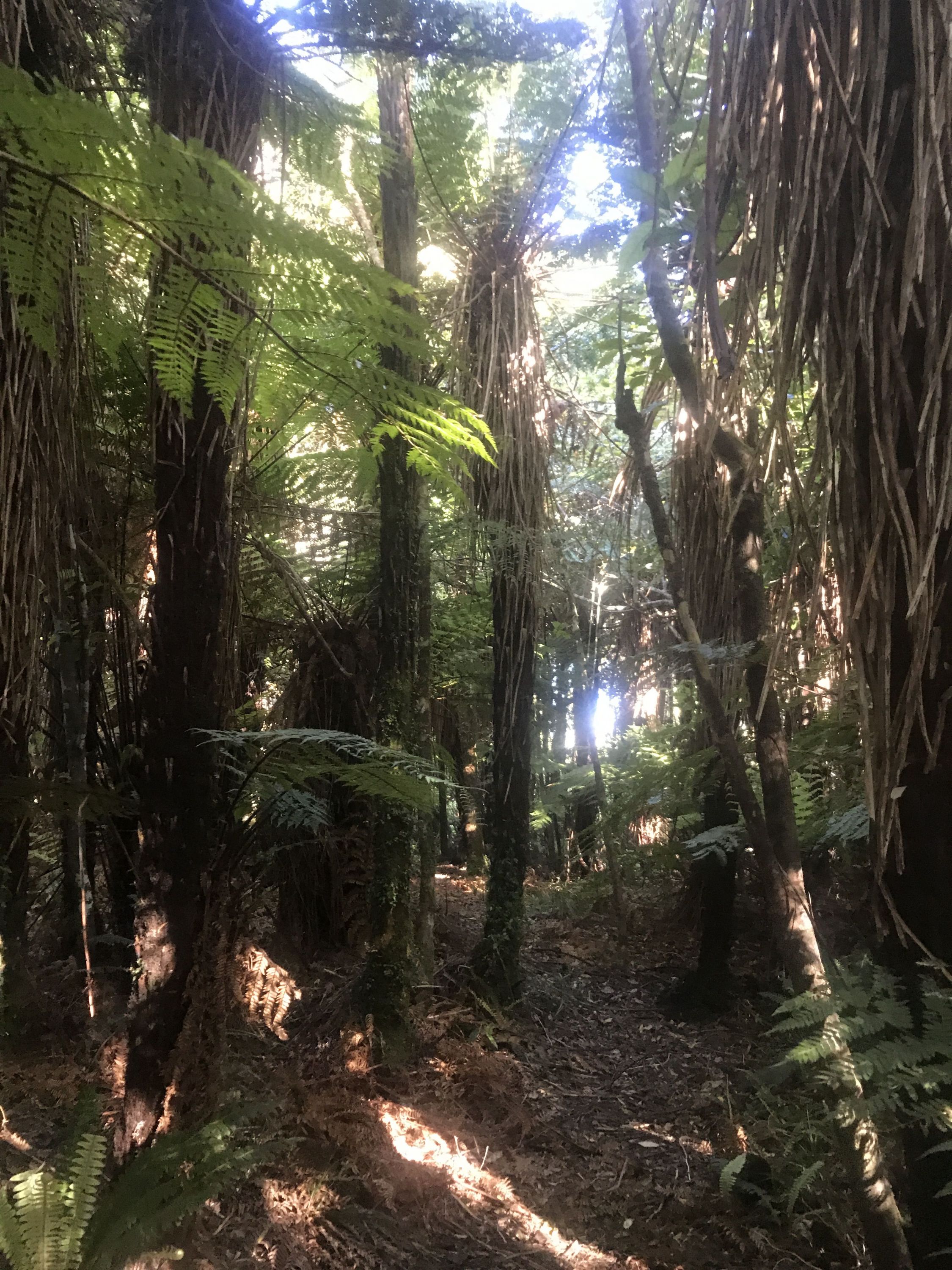 Mount Titi Full Bush , Wellington - Trails Photo Gallery - Wild Things