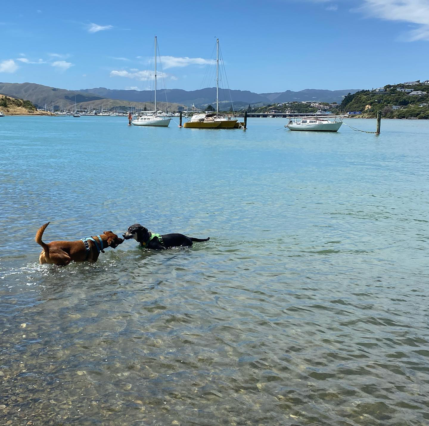 Whitireia Circuit, Wellington - Trails Photo Gallery - Wild Things