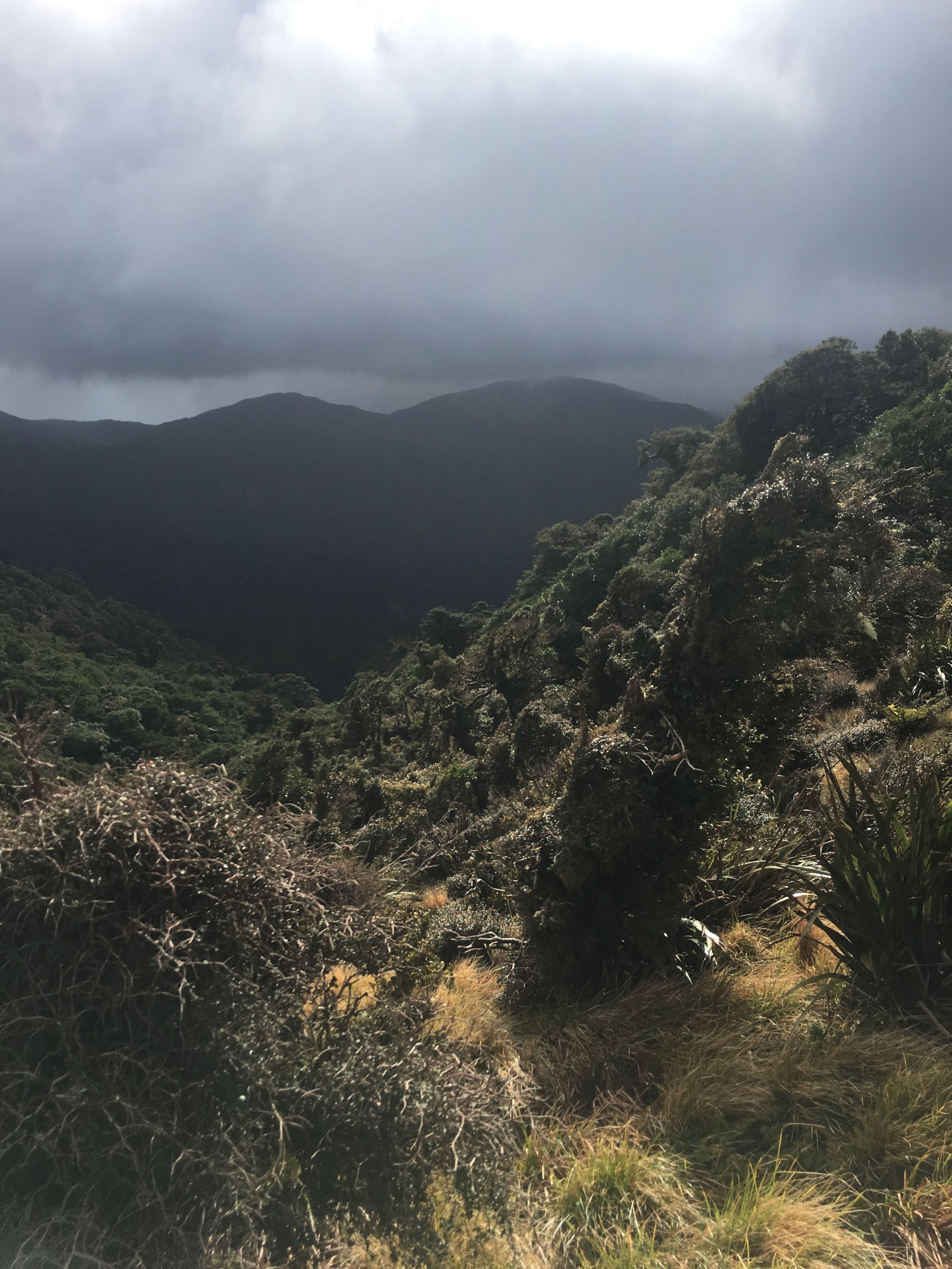 Mukamuka Munter, Wellington - Trails Photo Gallery - Wild Things