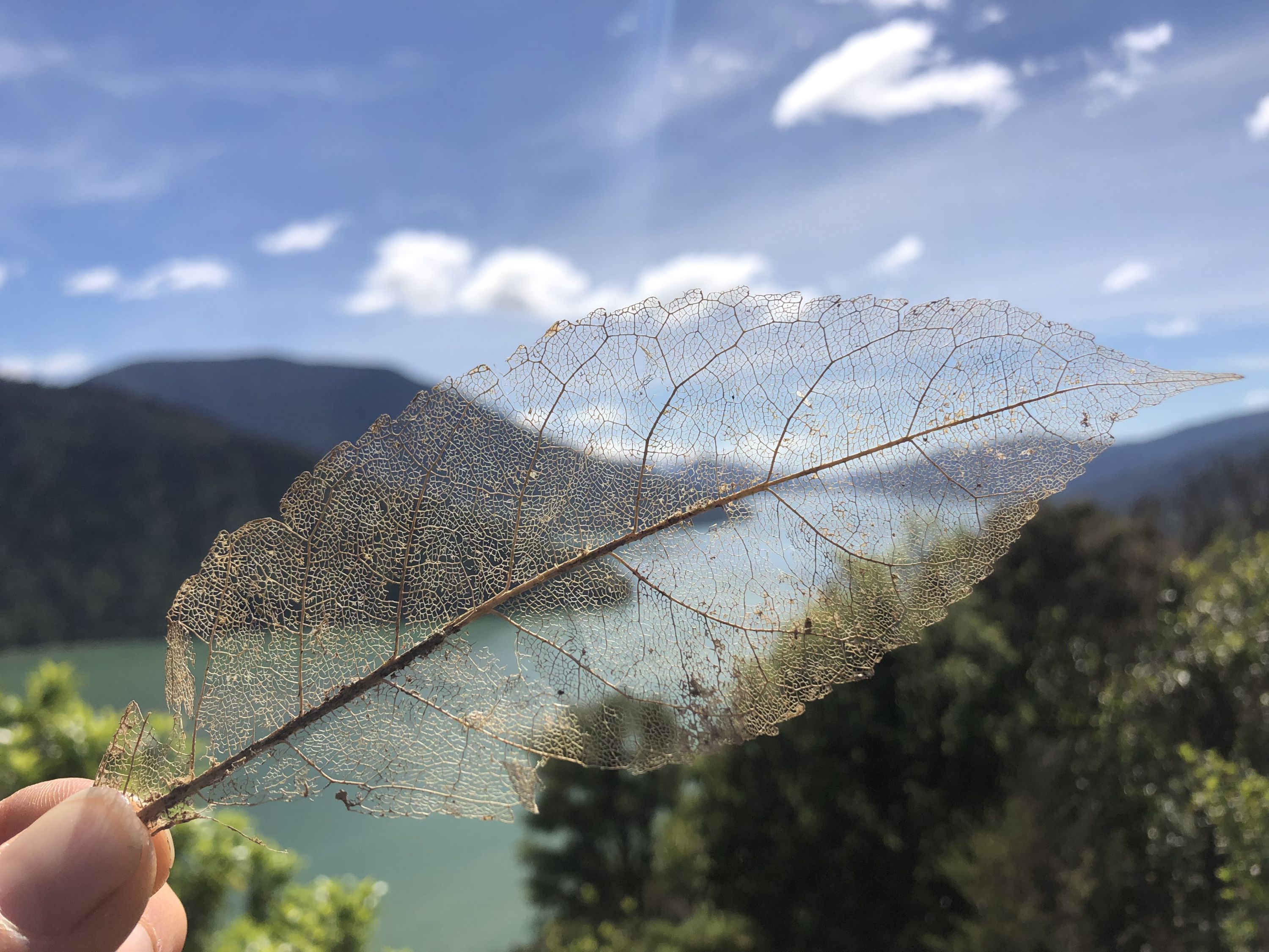 Cullen Point , Marlborough - Trails Photo Gallery - Wild Things