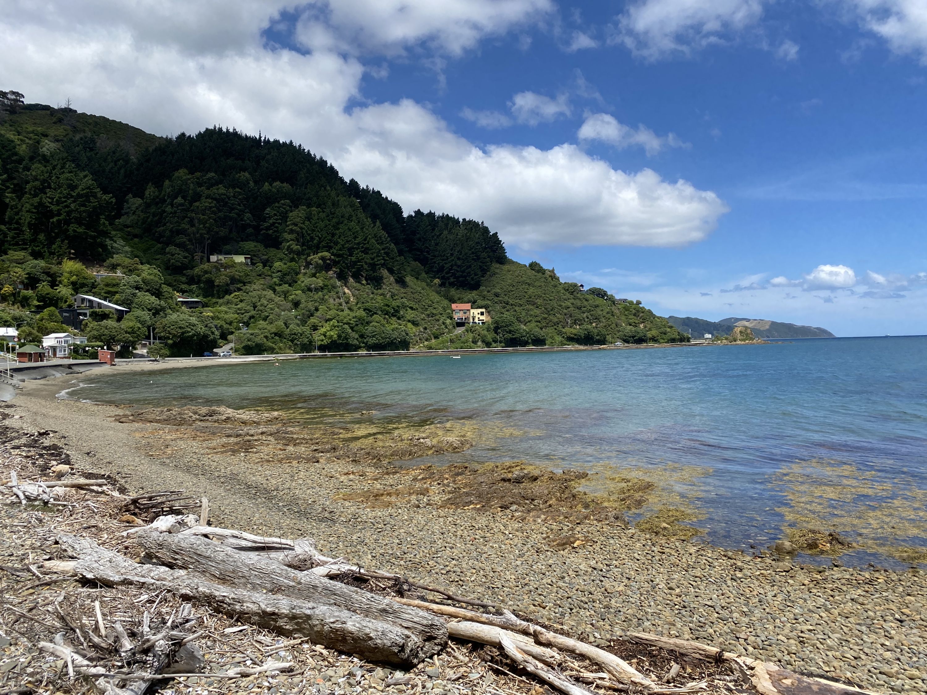 Mt Lowry, Wellington - Trails Photo Gallery - Wild Things
