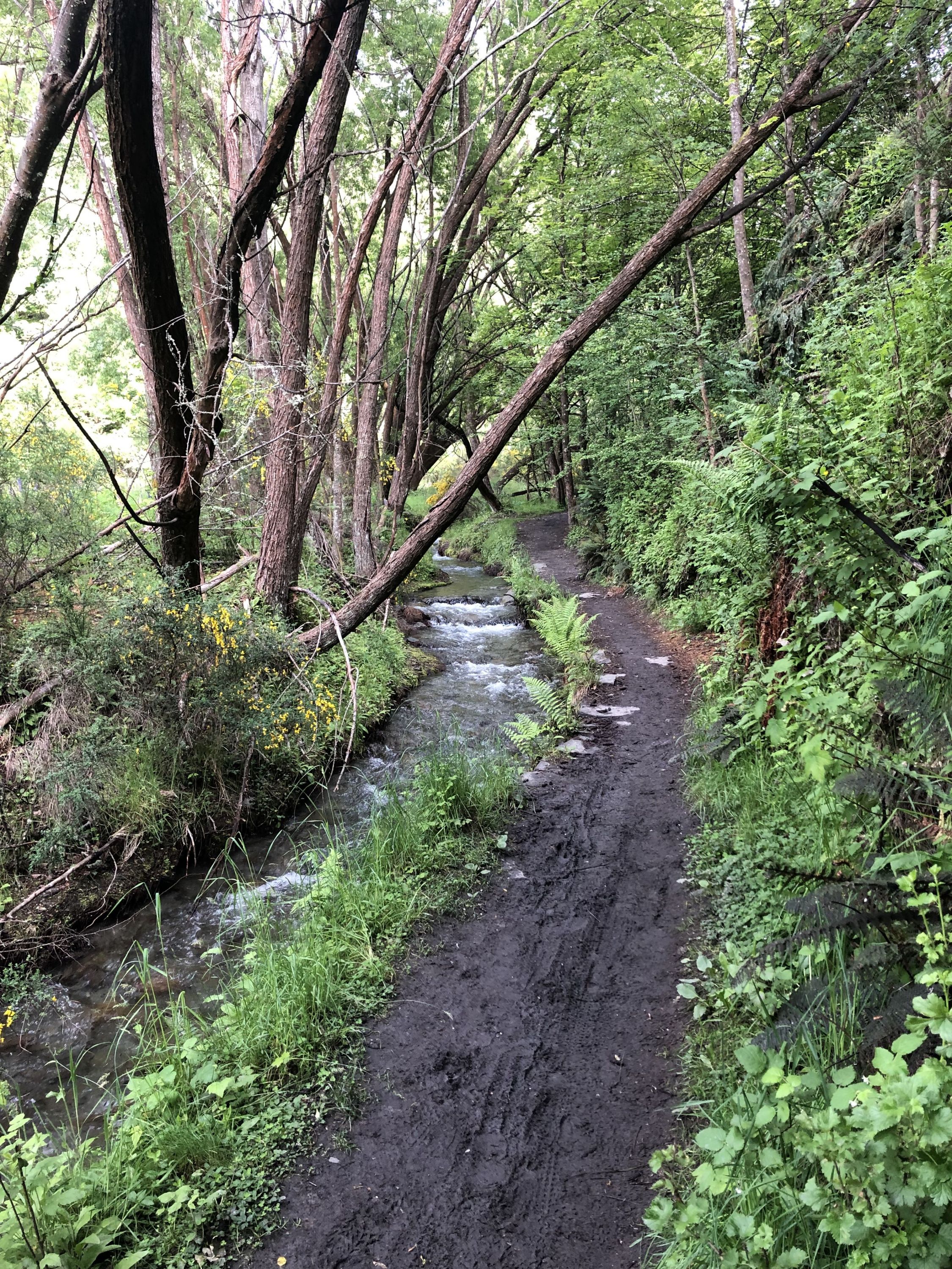 Bush Creek Banger and The Steiger!, Otago - Trails Photo Gallery - Wild ...