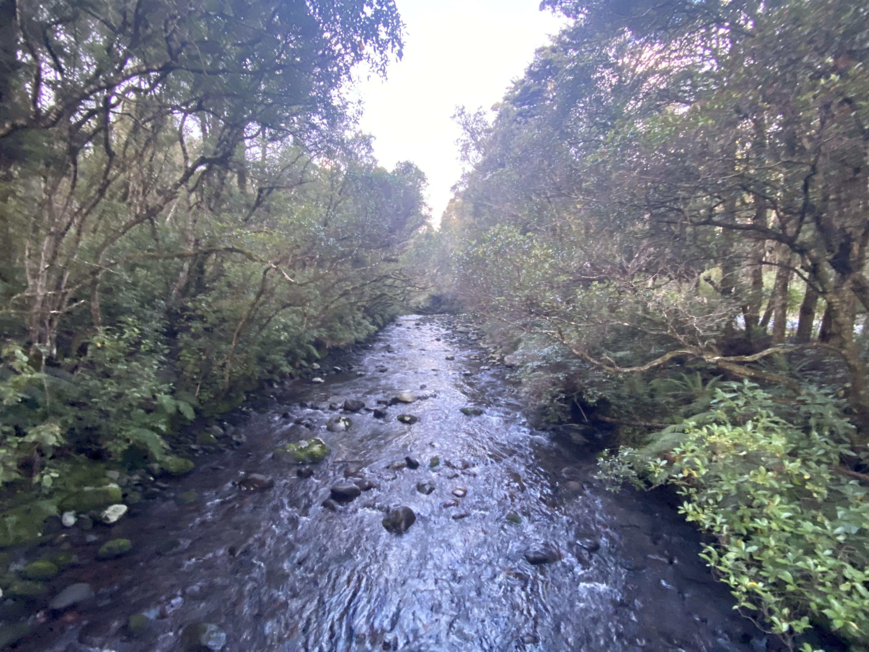 Ohakune Town/Forest Loop, Manawatu - Wanganui - Trails Photo Gallery ...