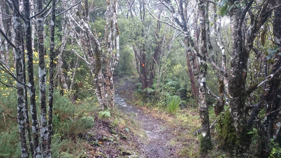 Dobson Loop, Wellington - Trails Photo Gallery - Wild Things