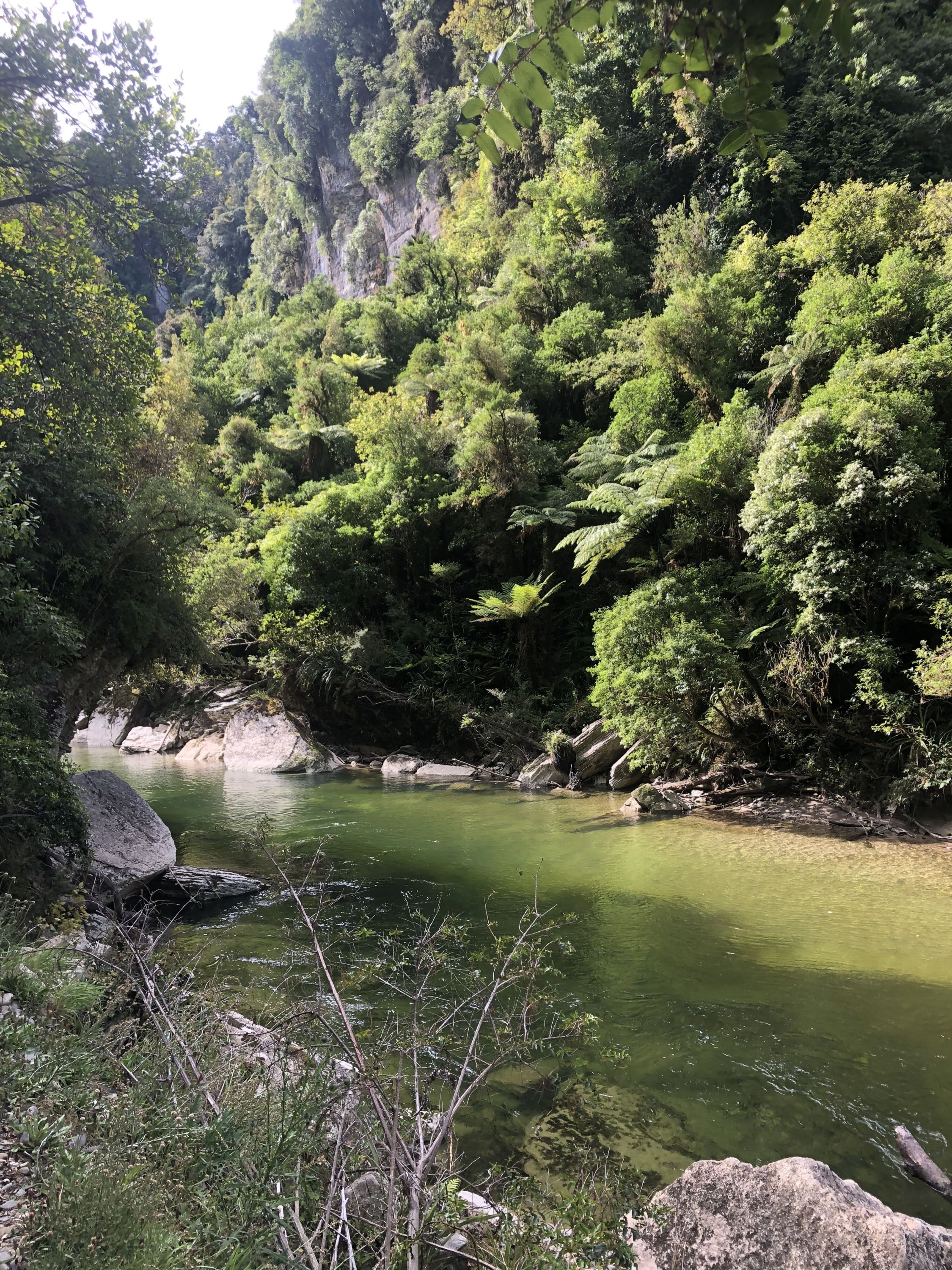 Punakaiki-Pororari loop, West Coast - Trails Photo Gallery - Wild Things