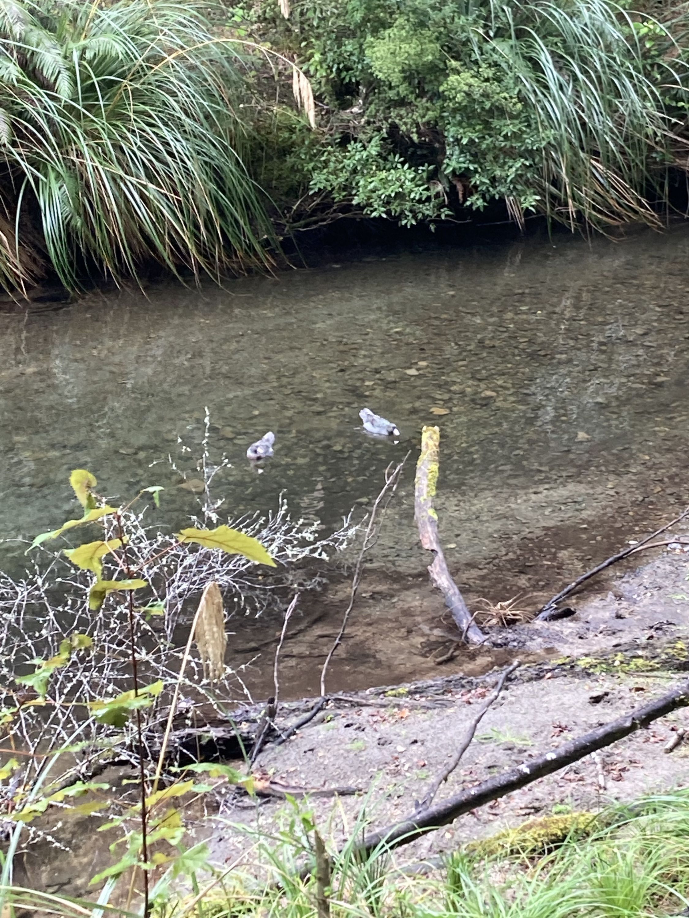 Mangamate Loop, Bay of Plenty - Trails Photo Gallery - Wild Things