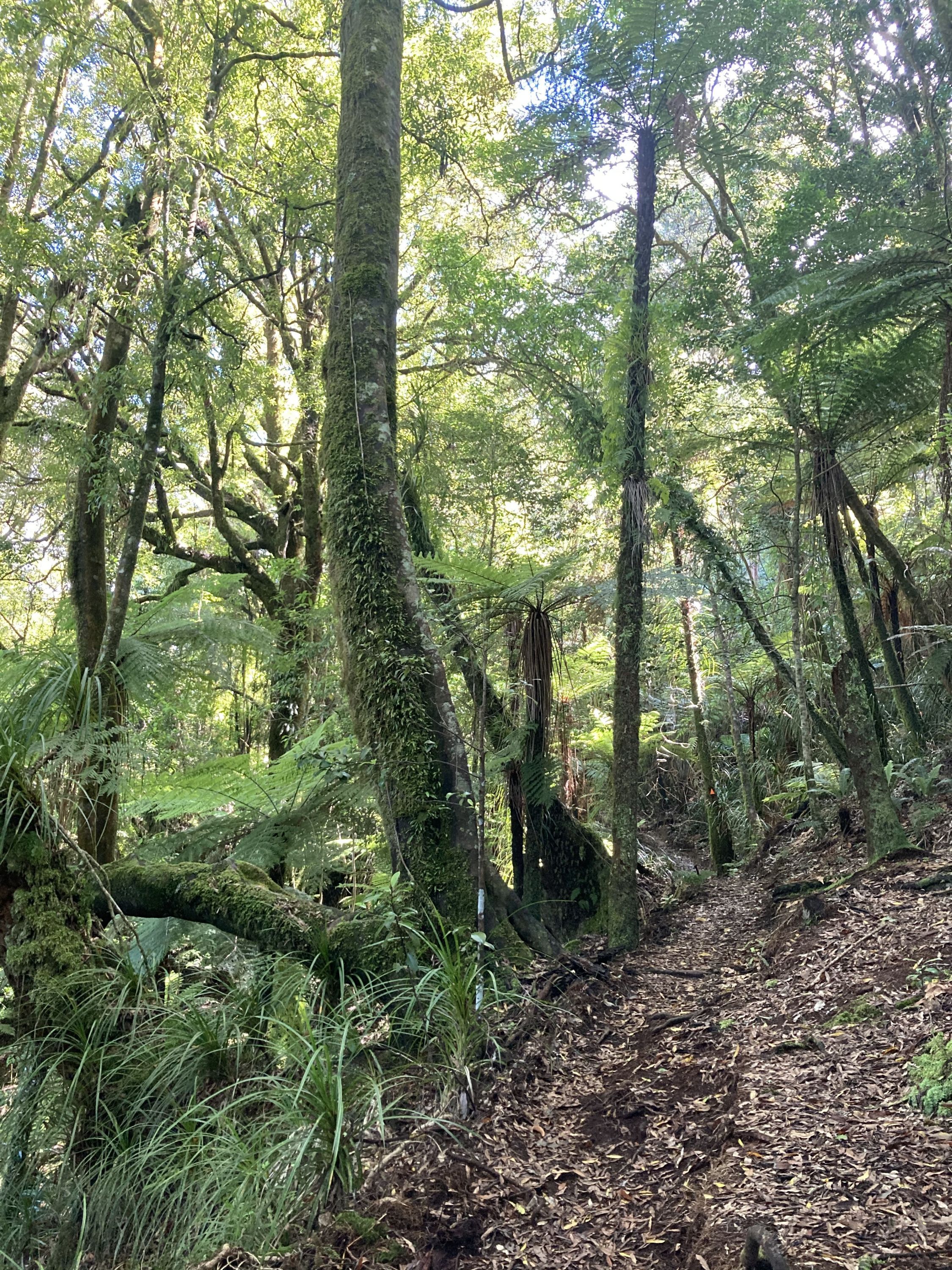 Lindemann's Loop, Bay of Plenty - Trails Photo Gallery - Wild Things