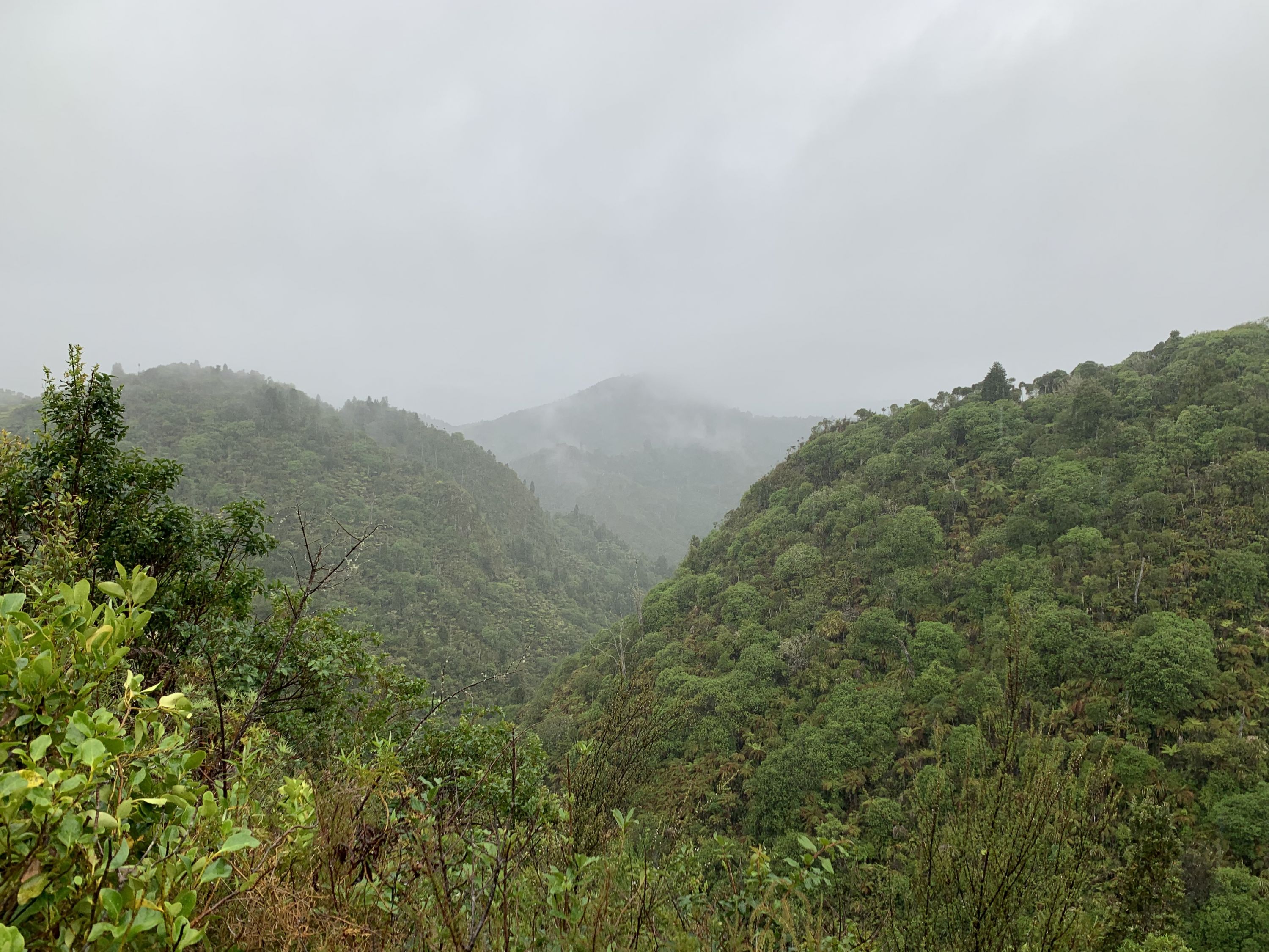 T42 Traverse , Manawatu - Wanganui - Trails Photo Gallery - Wild Things