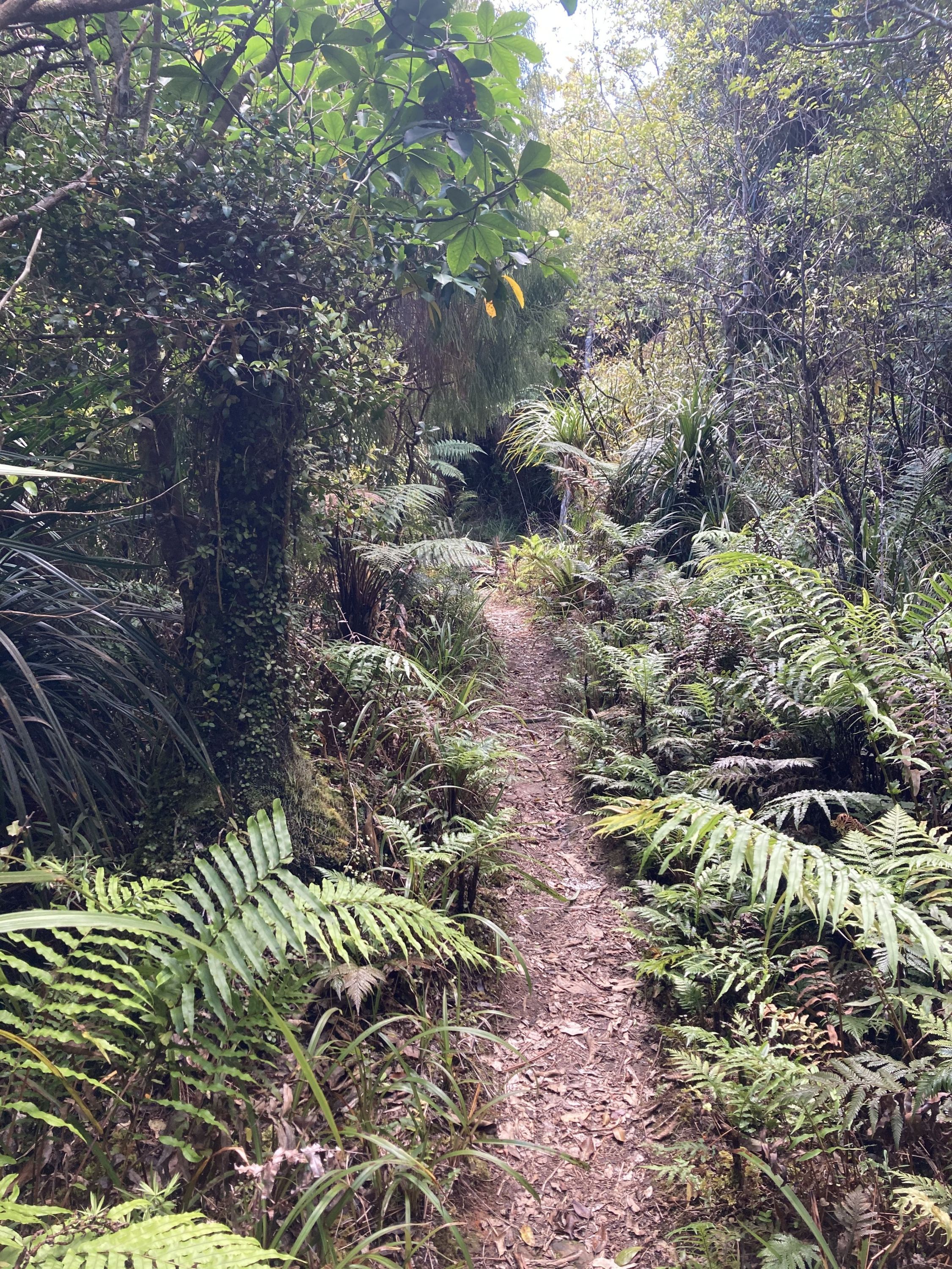 Lindemann's Loop, Bay of Plenty - Trails Photo Gallery - Wild Things