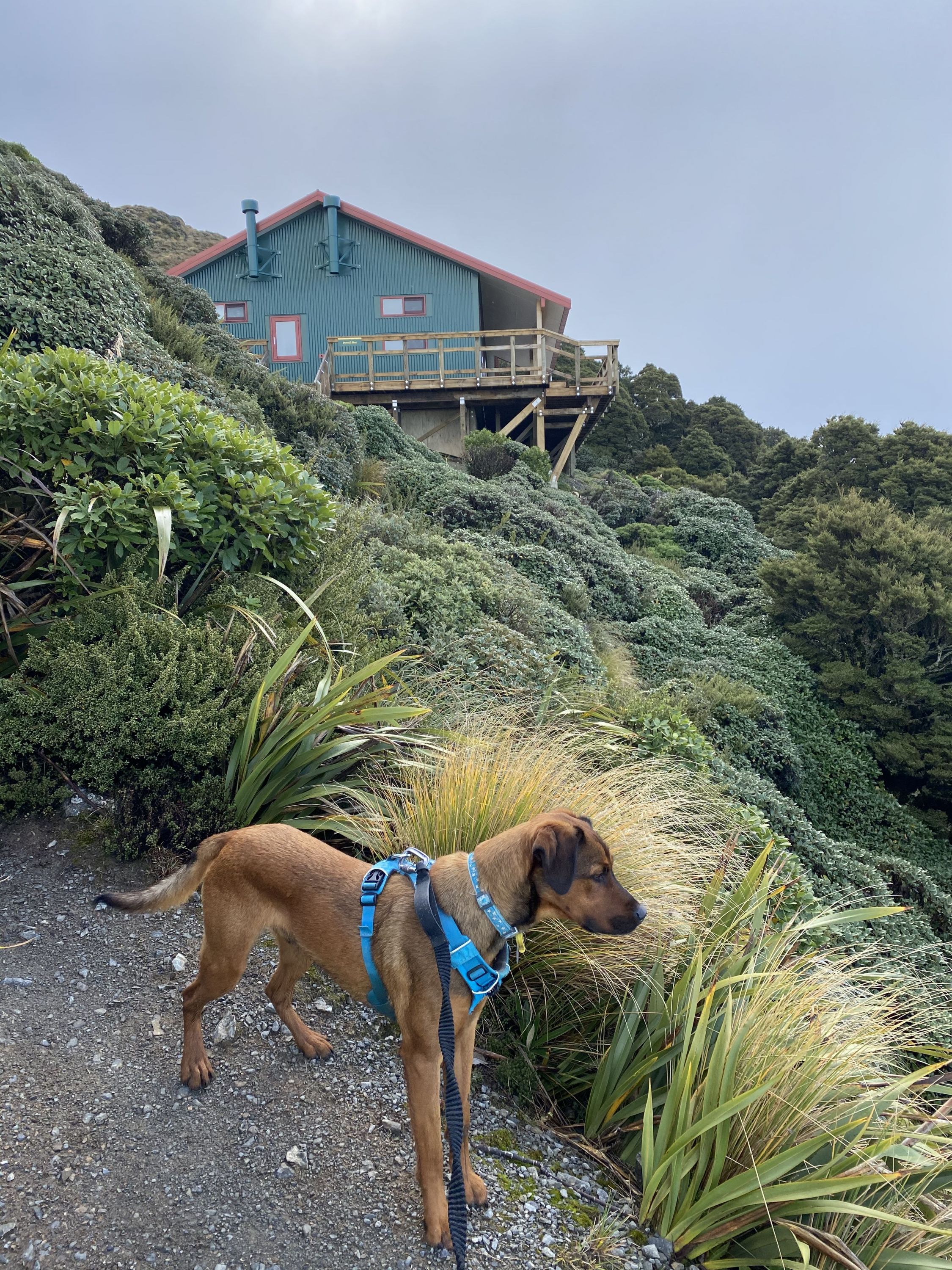 Powell Hut, Wellington - Trails Photo Gallery - Wild Things