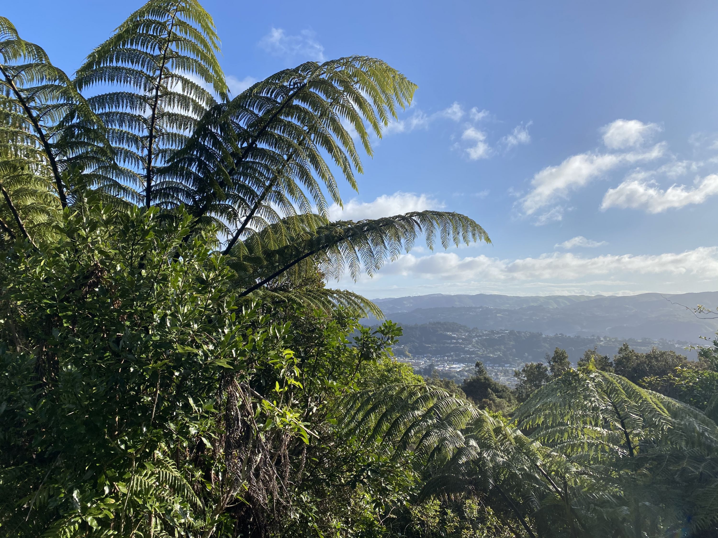 Tawhai Loop, Wellington - Trails Photo Gallery - Wild Things
