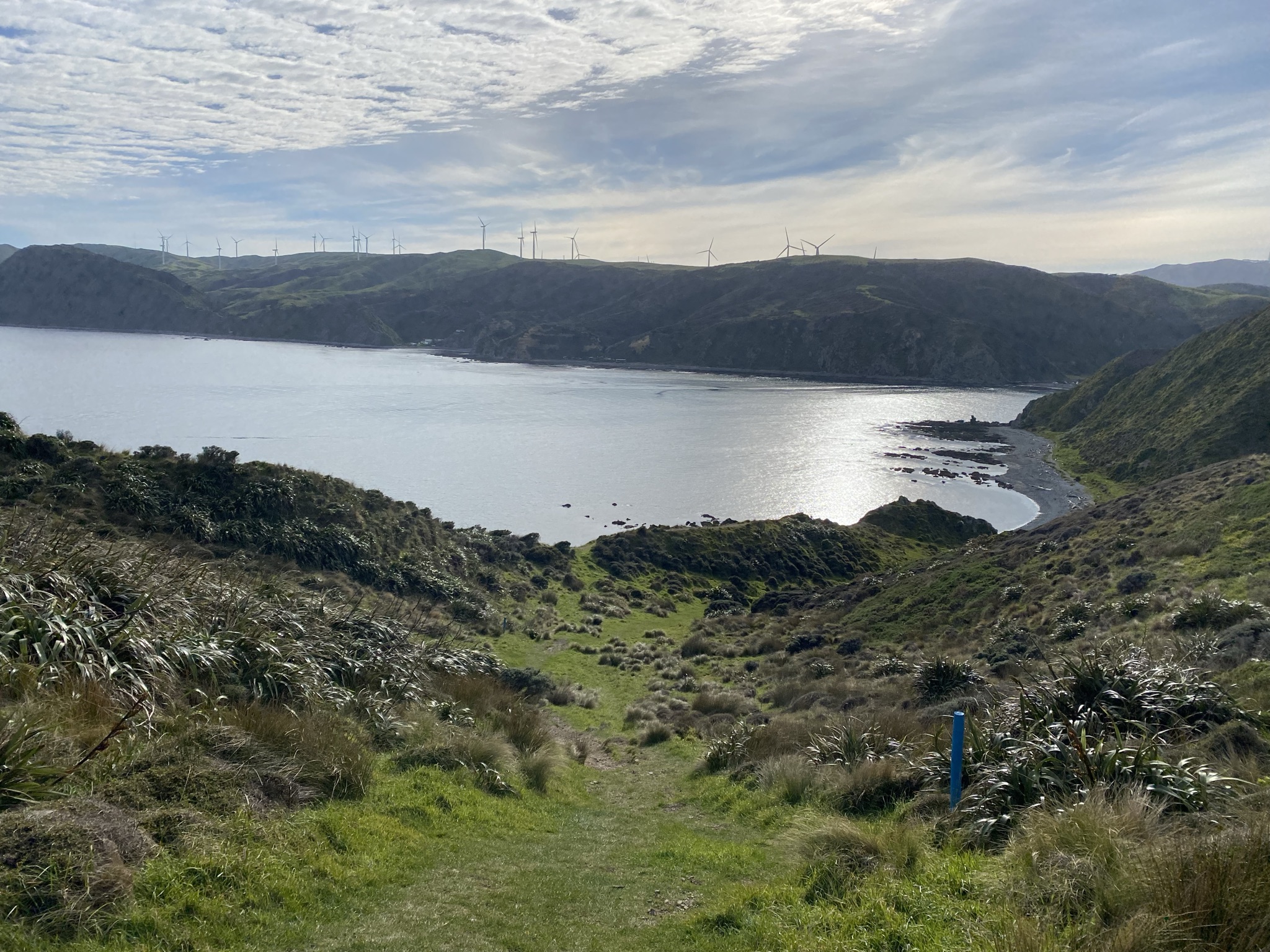 Makara Walkway, Wellington - Trails Photo Gallery - Wild Things