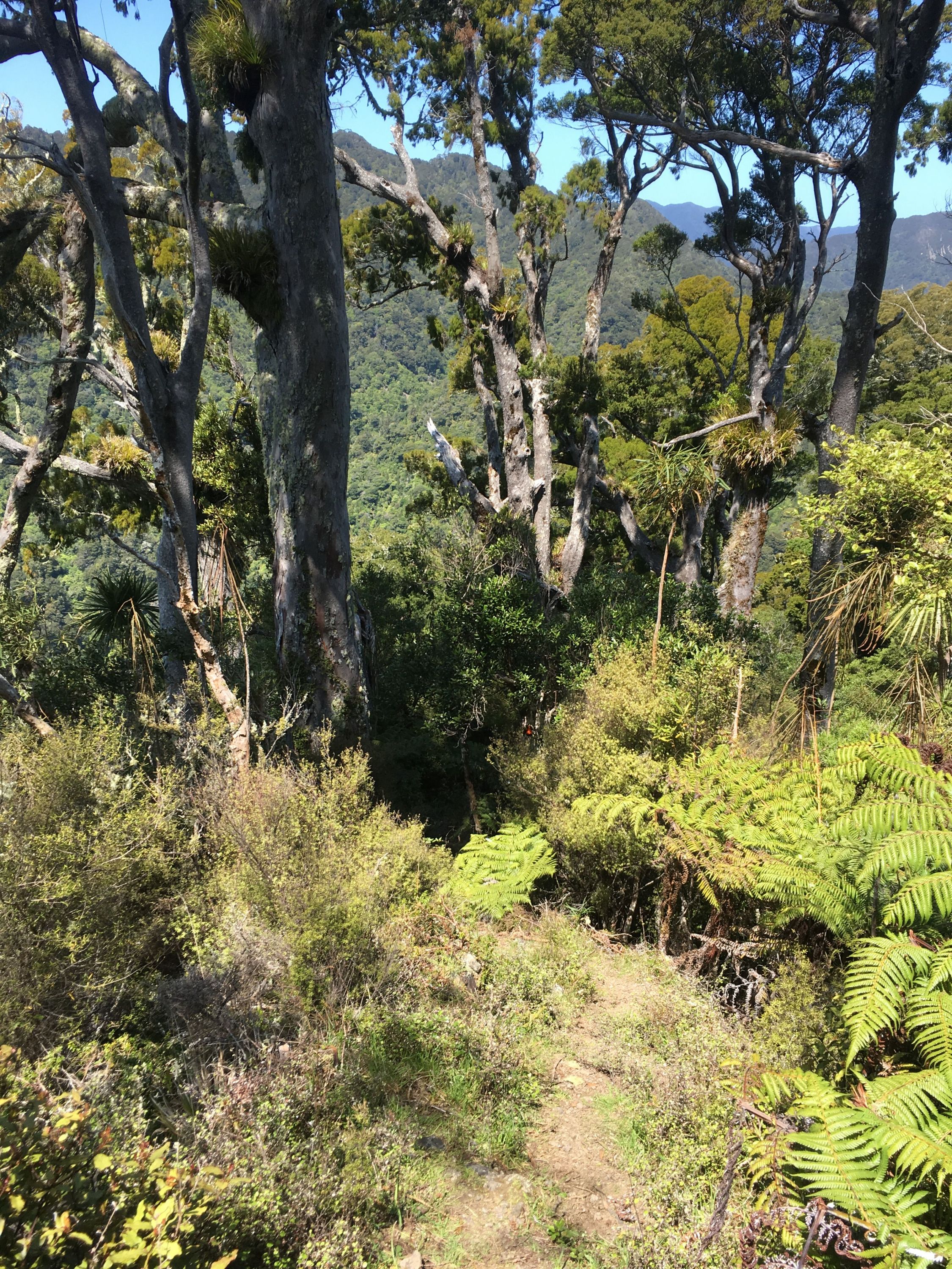 Aorangi Undulator, Wellington - Trails Photo Gallery - Wild Things