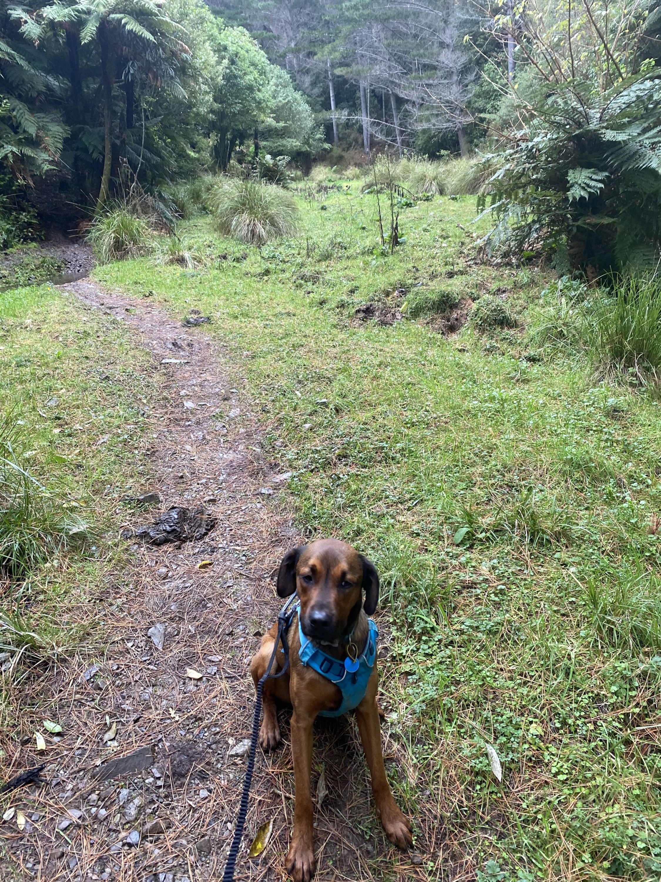 Mount Titi Full Bush , Wellington - Trails Photo Gallery - Wild Things