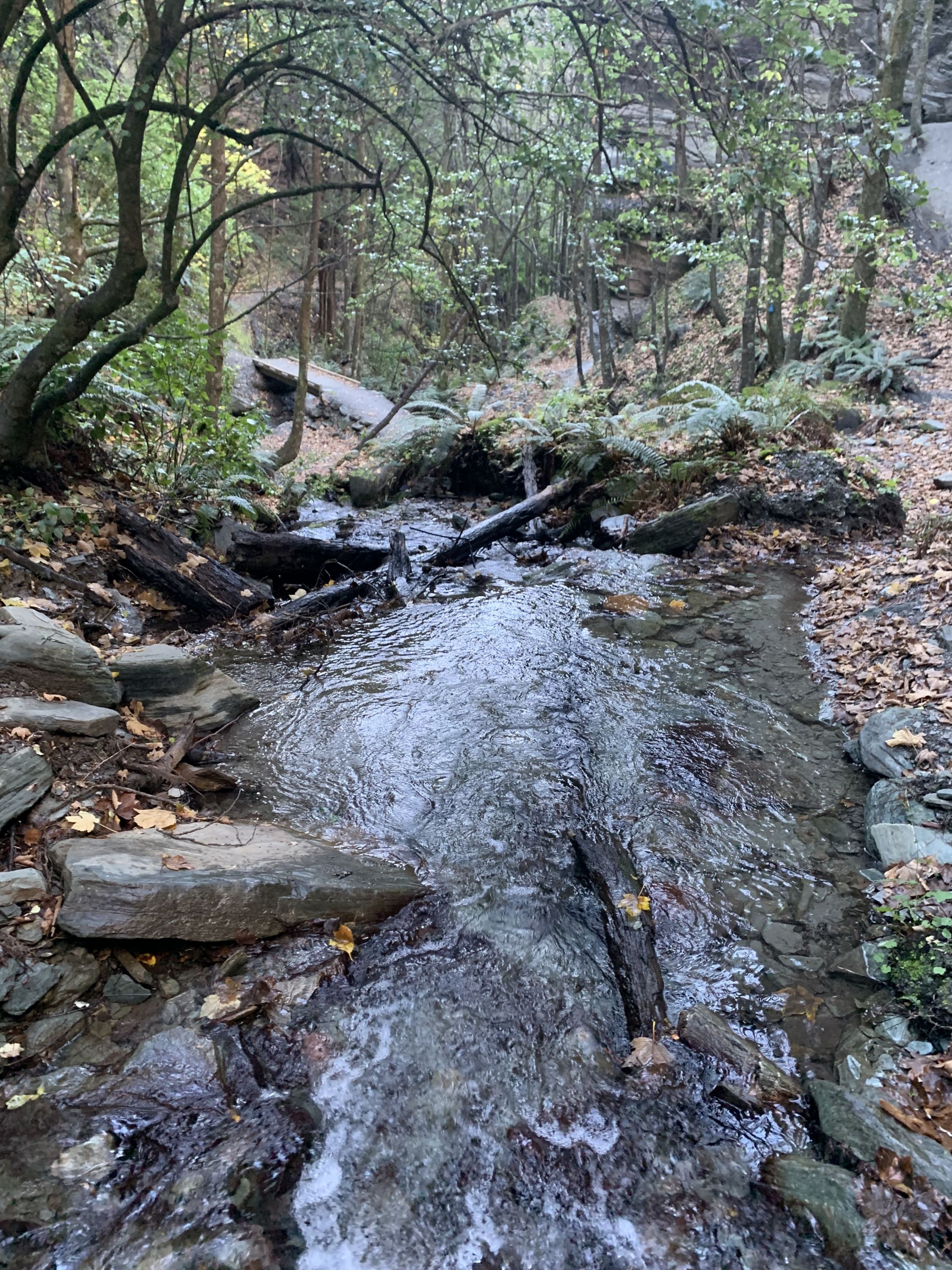Bush Creek Banger and The Steiger!, Otago - Trails Photo Gallery - Wild ...