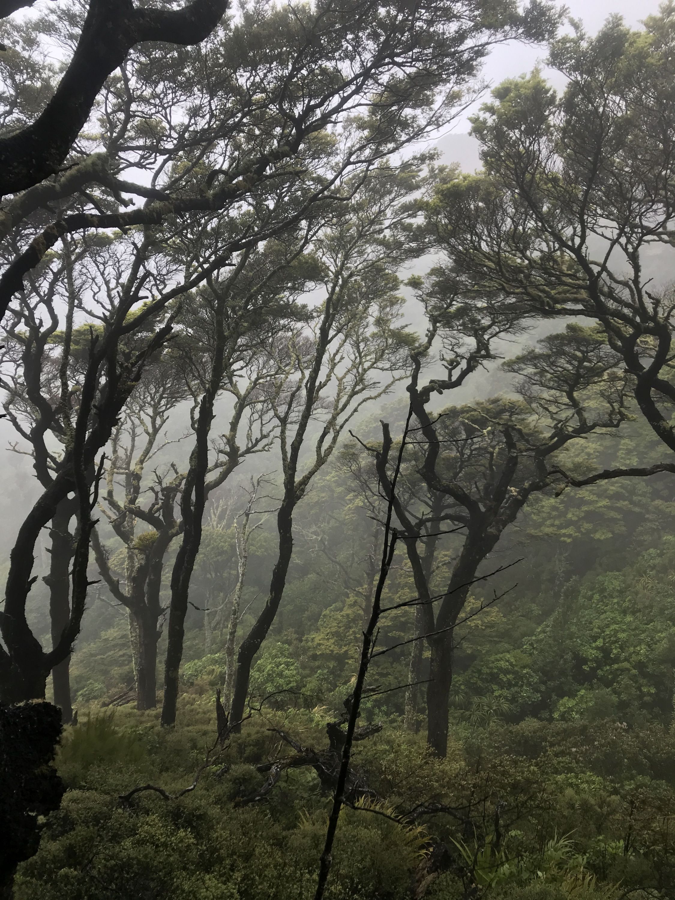 Mt Lowry, Wellington - Trails Photo Gallery - Wild Things