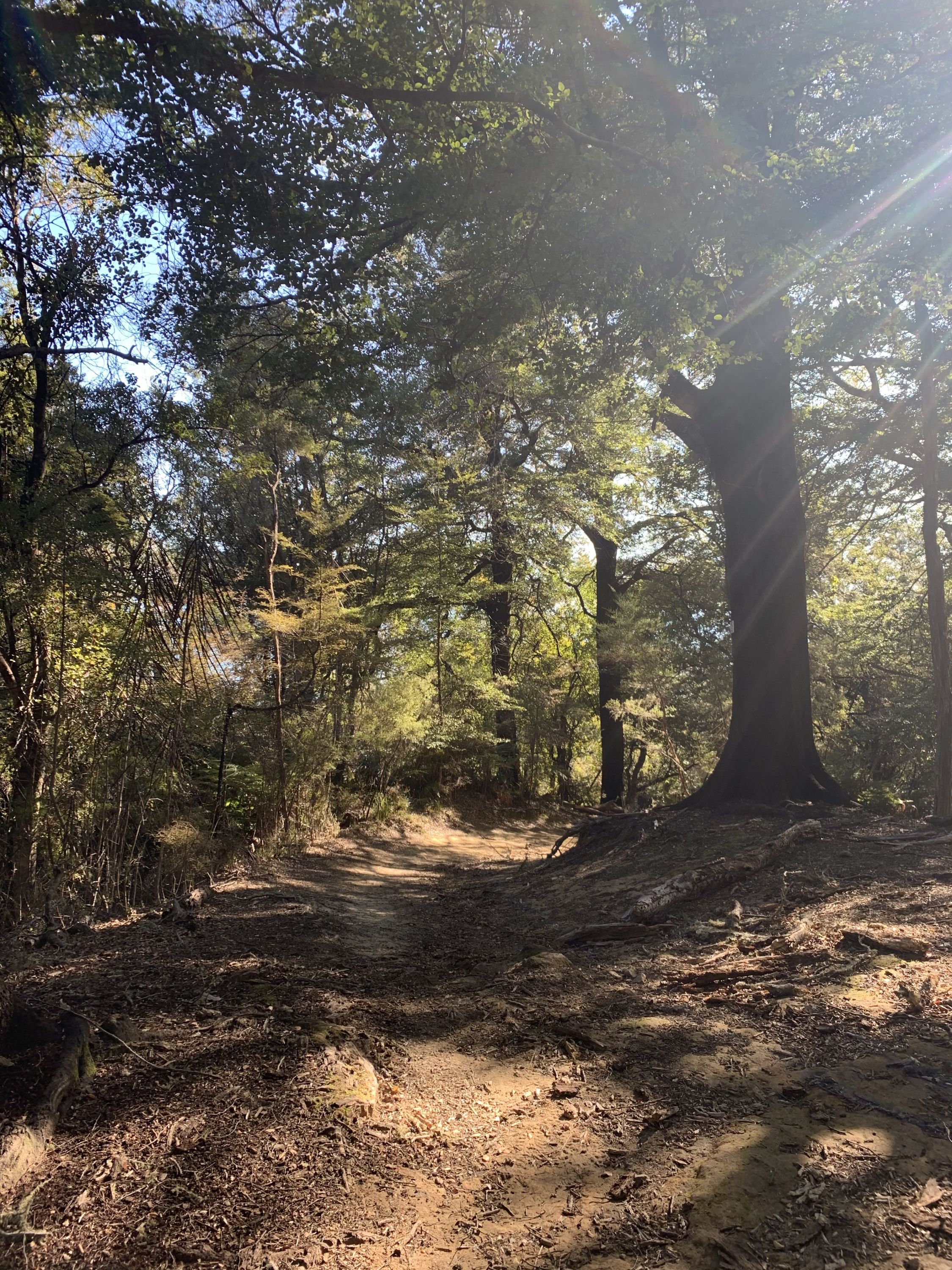 Cable Bay - Glenduan, Nelson - Trails Photo Gallery - Wild Things