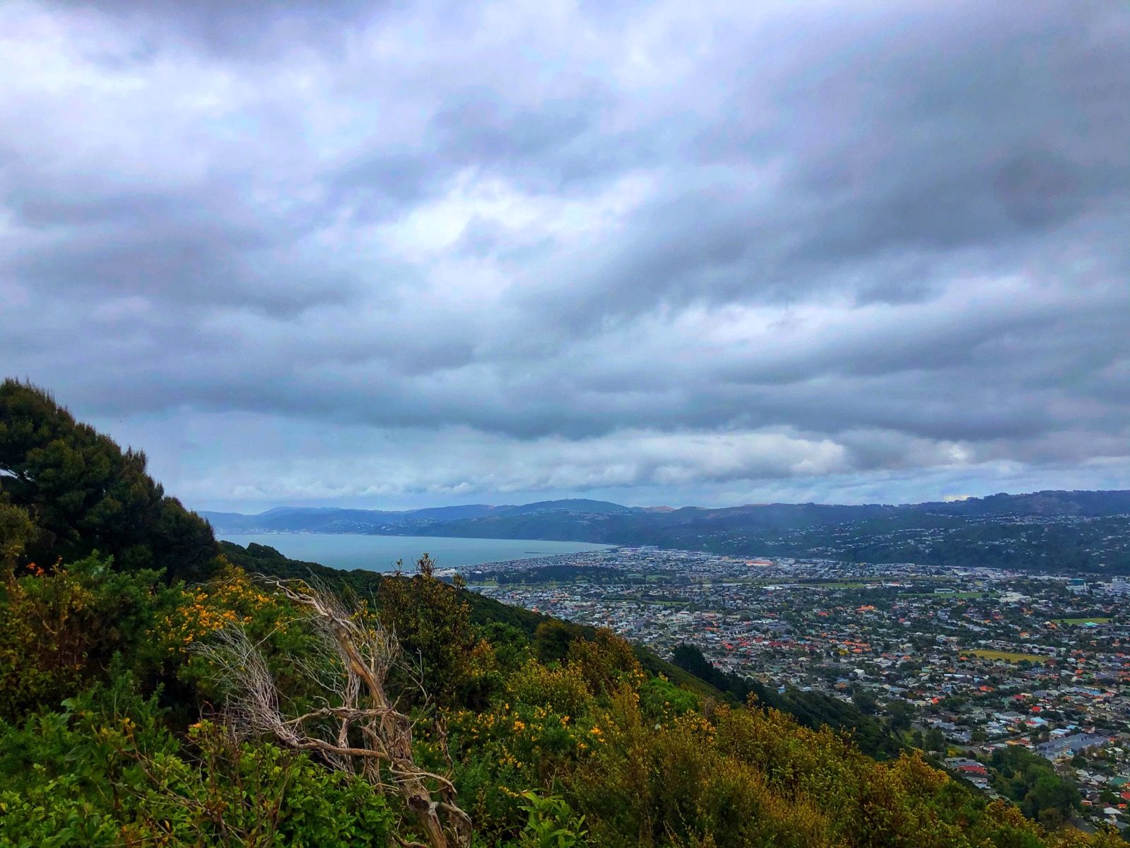 Te Whiti Riser, Wellington - Trails Photo Gallery - Wild Things