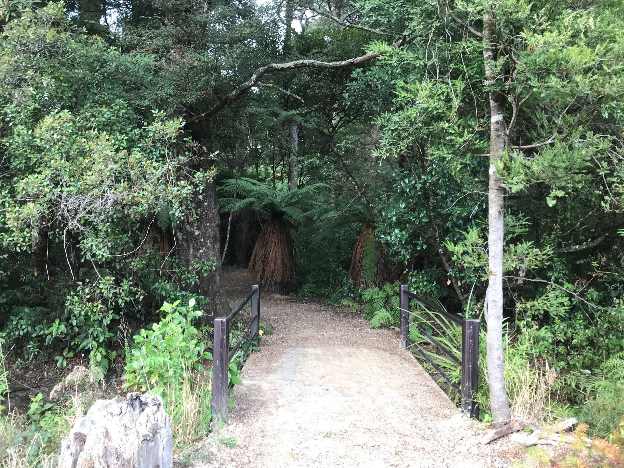 Raetihi Massive, Manawatu - Wanganui - Trails Photo Gallery - Wild Things