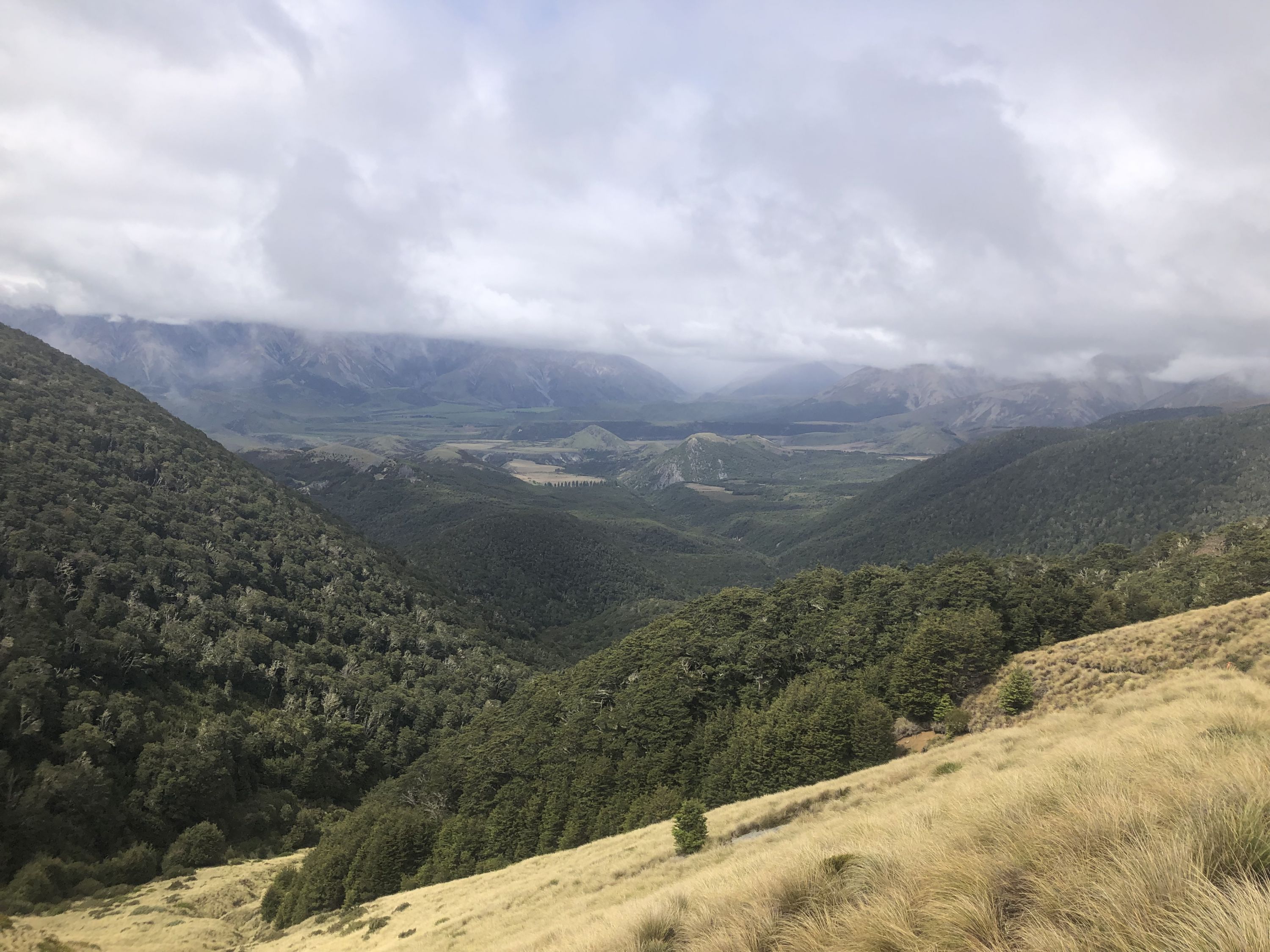 Dracophyllum / Camp Saddle Loop, Canterbury - Trails Photo Gallery ...