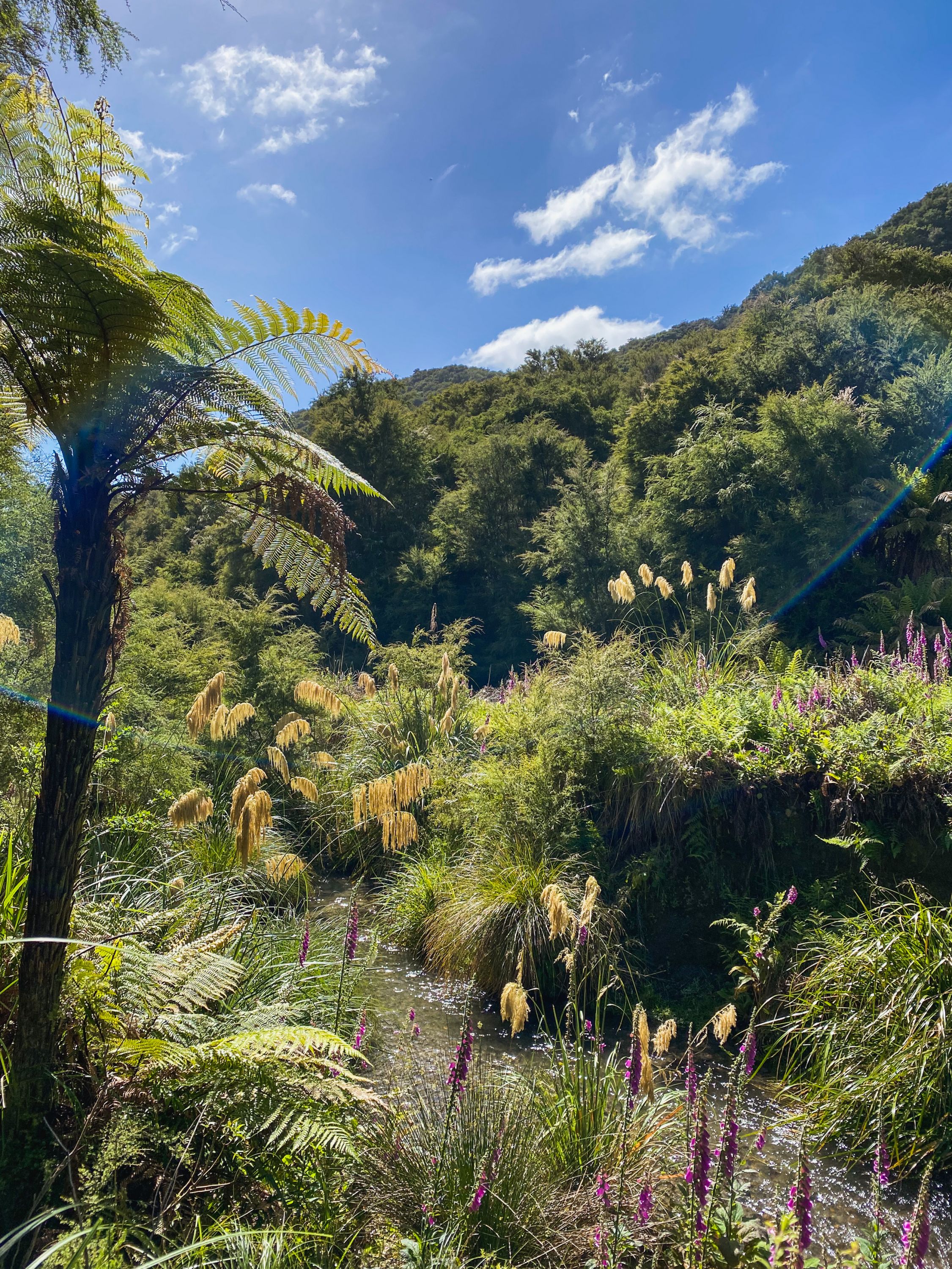 Tarawera Trail Route Recce, Bay of Plenty - Trails Photo Gallery - Wild ...