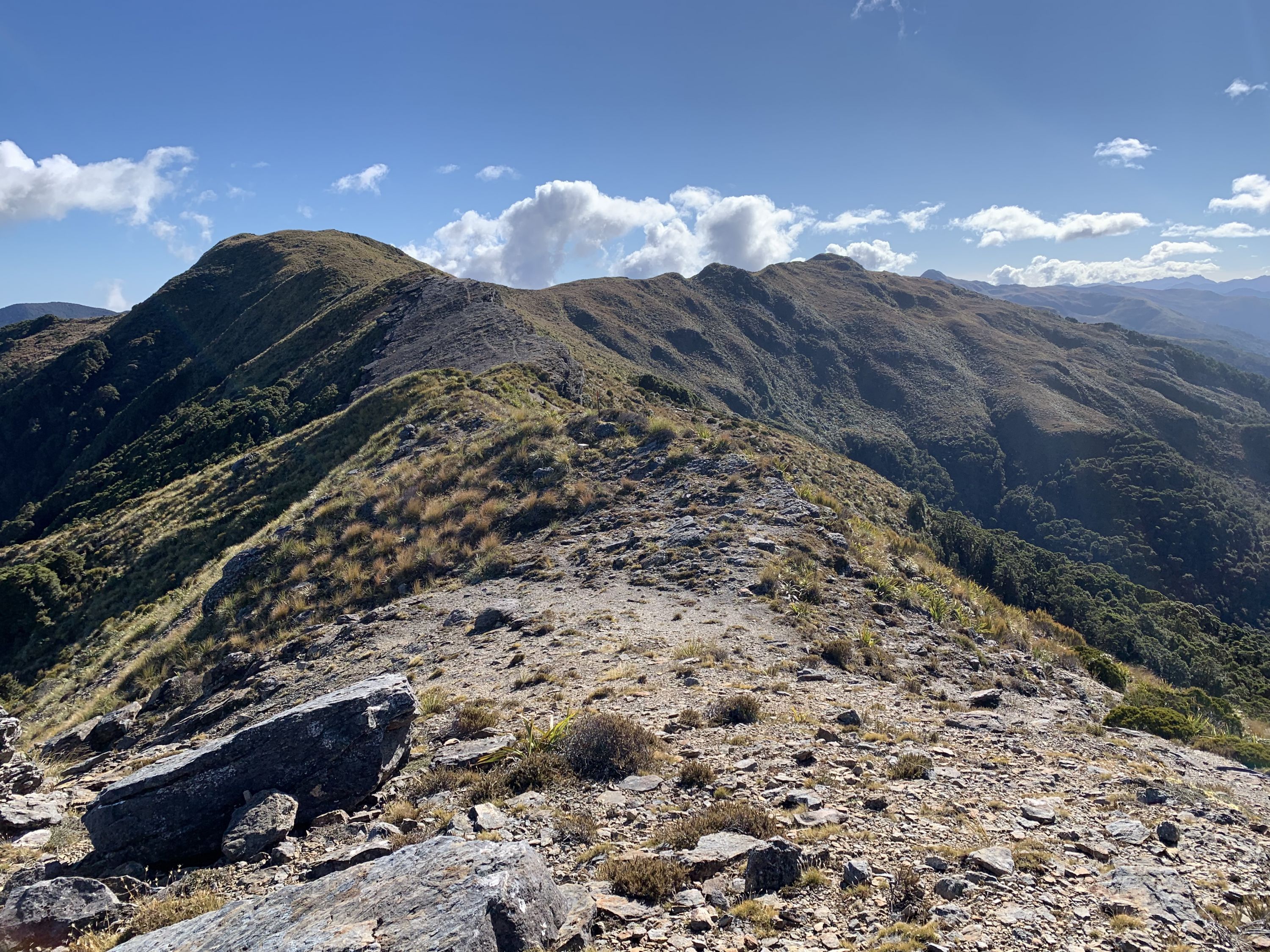 Mt Watson Croesus Loop, West Coast - Trails Photo Gallery - Wild Things