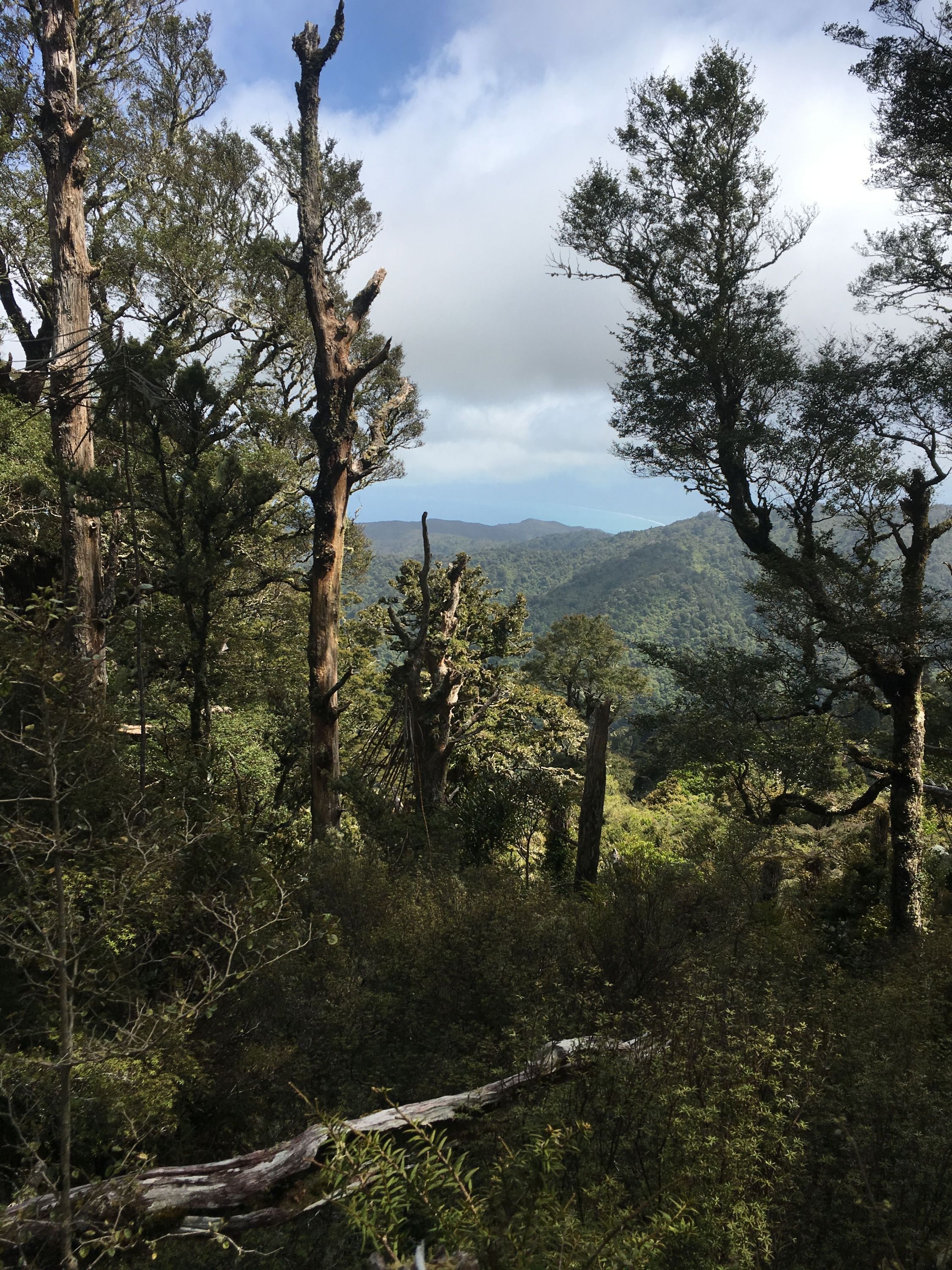 Aorangi Undulator, Wellington - Trails Photo Gallery - Wild Things