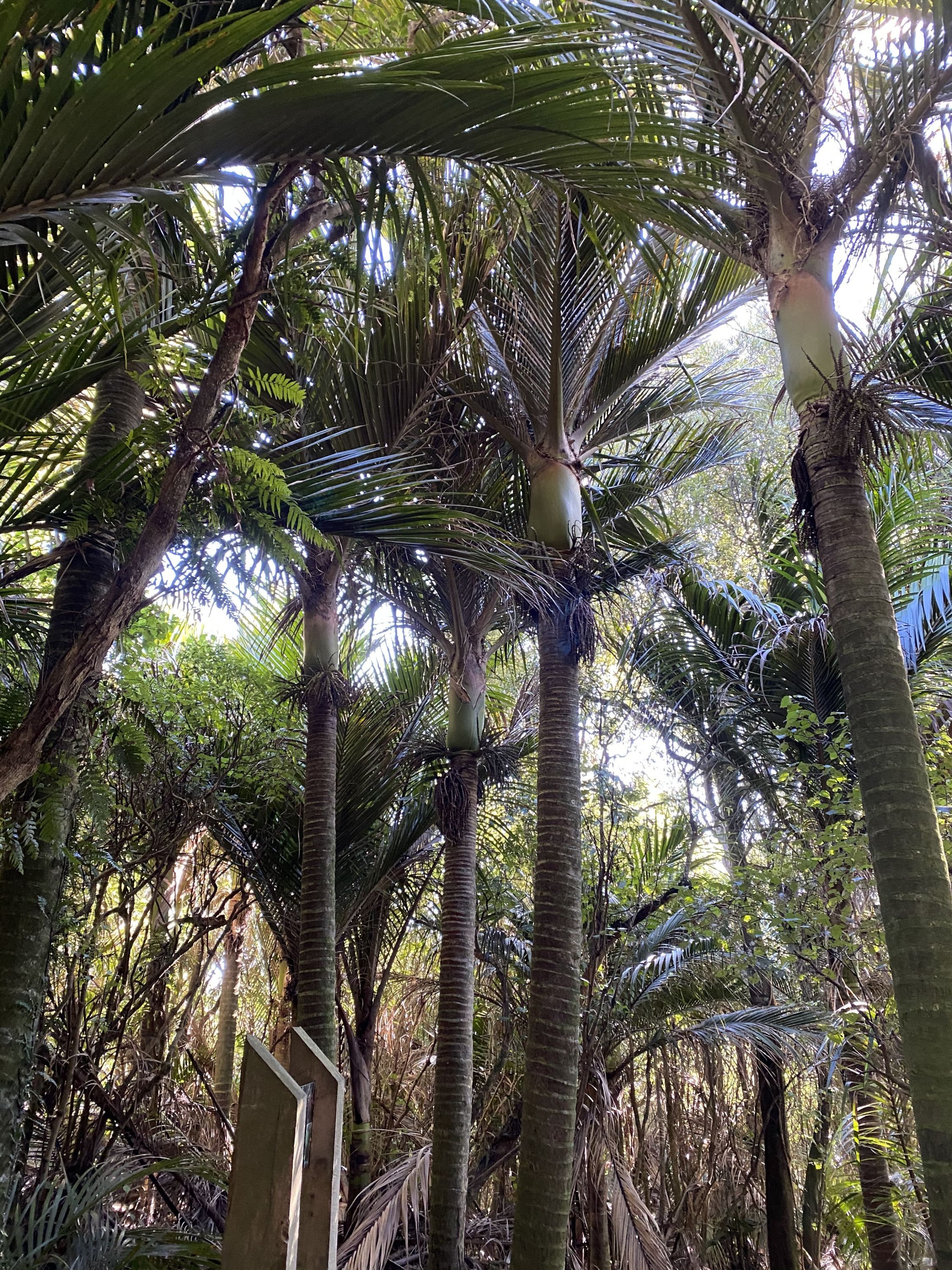 Tawa Loop - Manawatu Gorge, Manawatu - Wanganui - Trails Photo Gallery ...