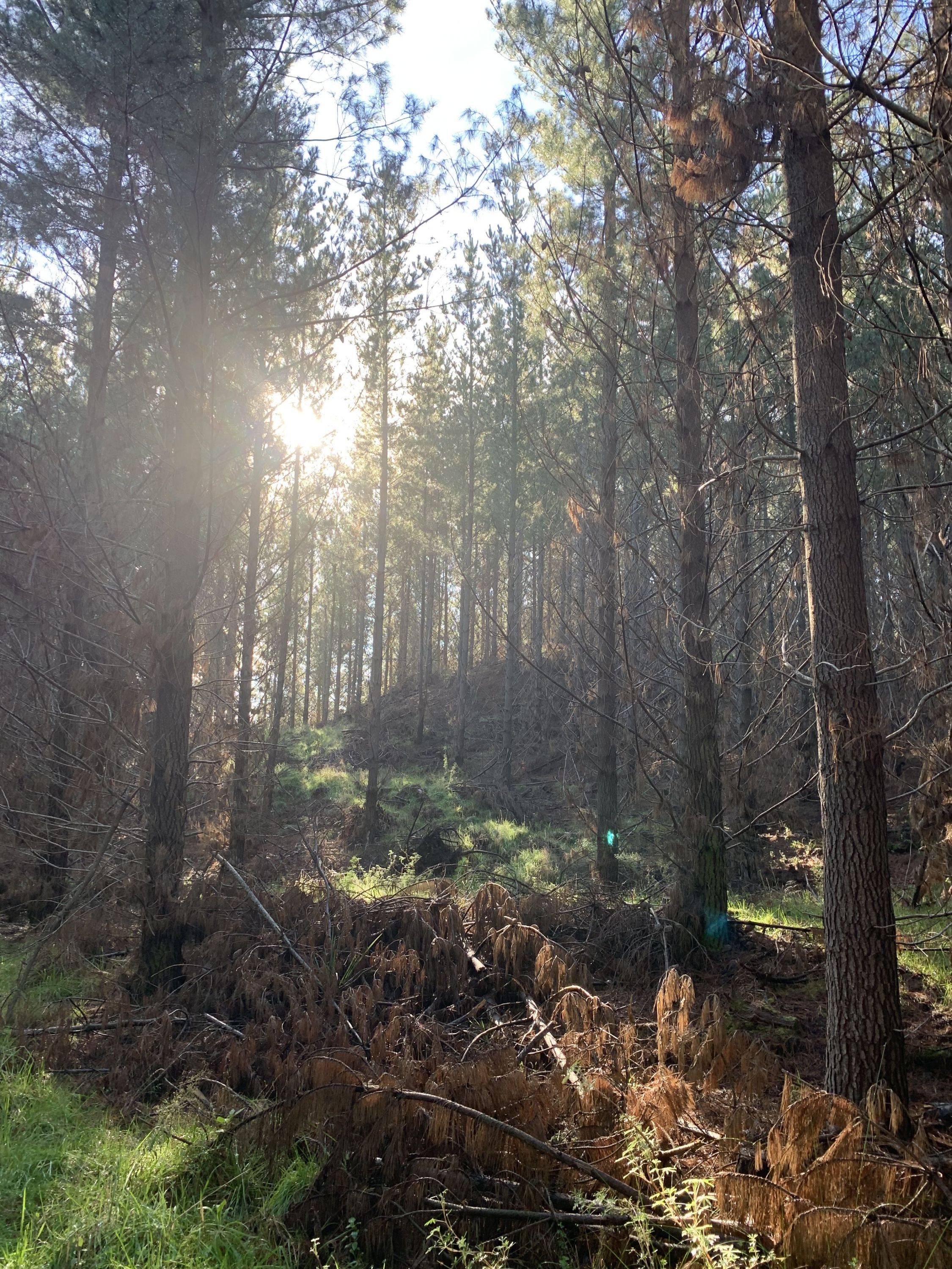 Waitarere Forest, Manawatu - Wanganui - Trails Photo Gallery - Wild Things