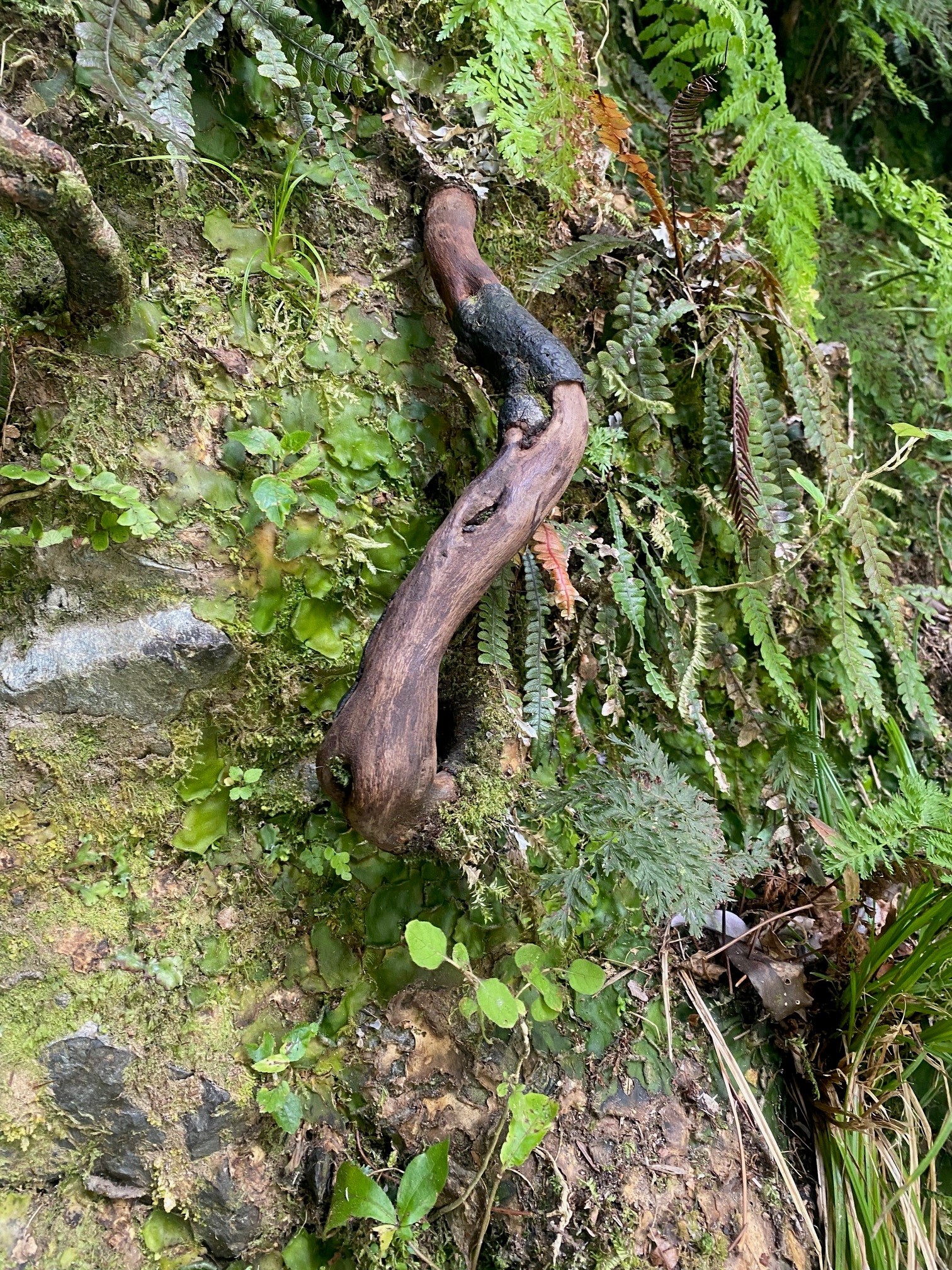 Goat Pass, Canterbury - Trails Photo Gallery - Wild Things