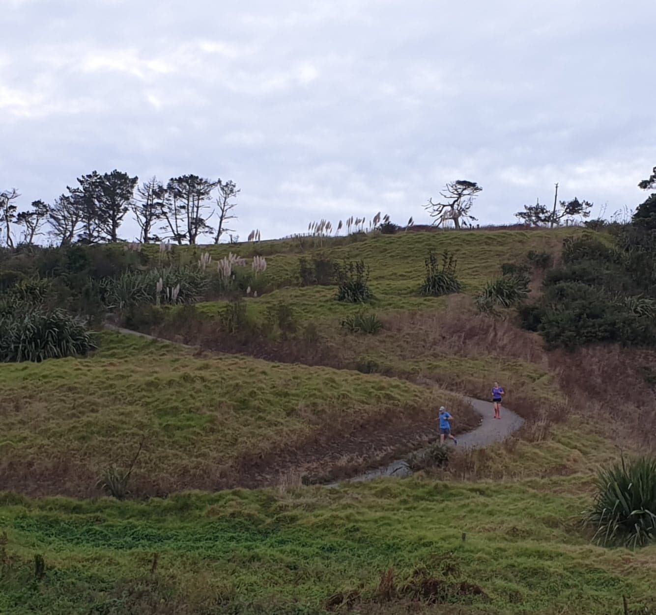 Long Bay Beach, Bush & Cliffs, Auckland - Trails Photo Gallery - Wild ...