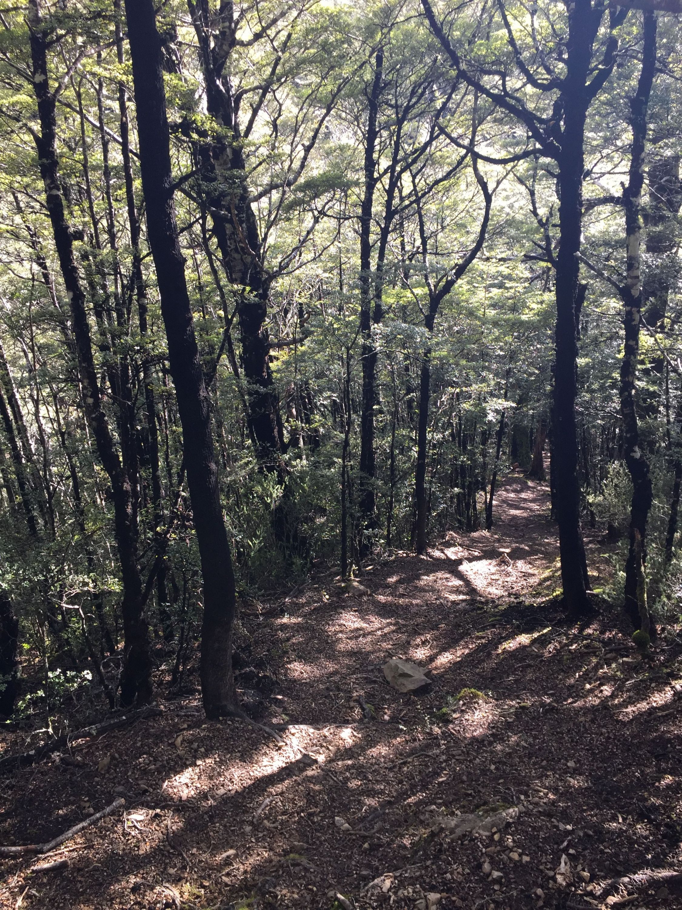 Benmore Hut to the bushline, Canterbury - Trails Photo Gallery - Wild ...