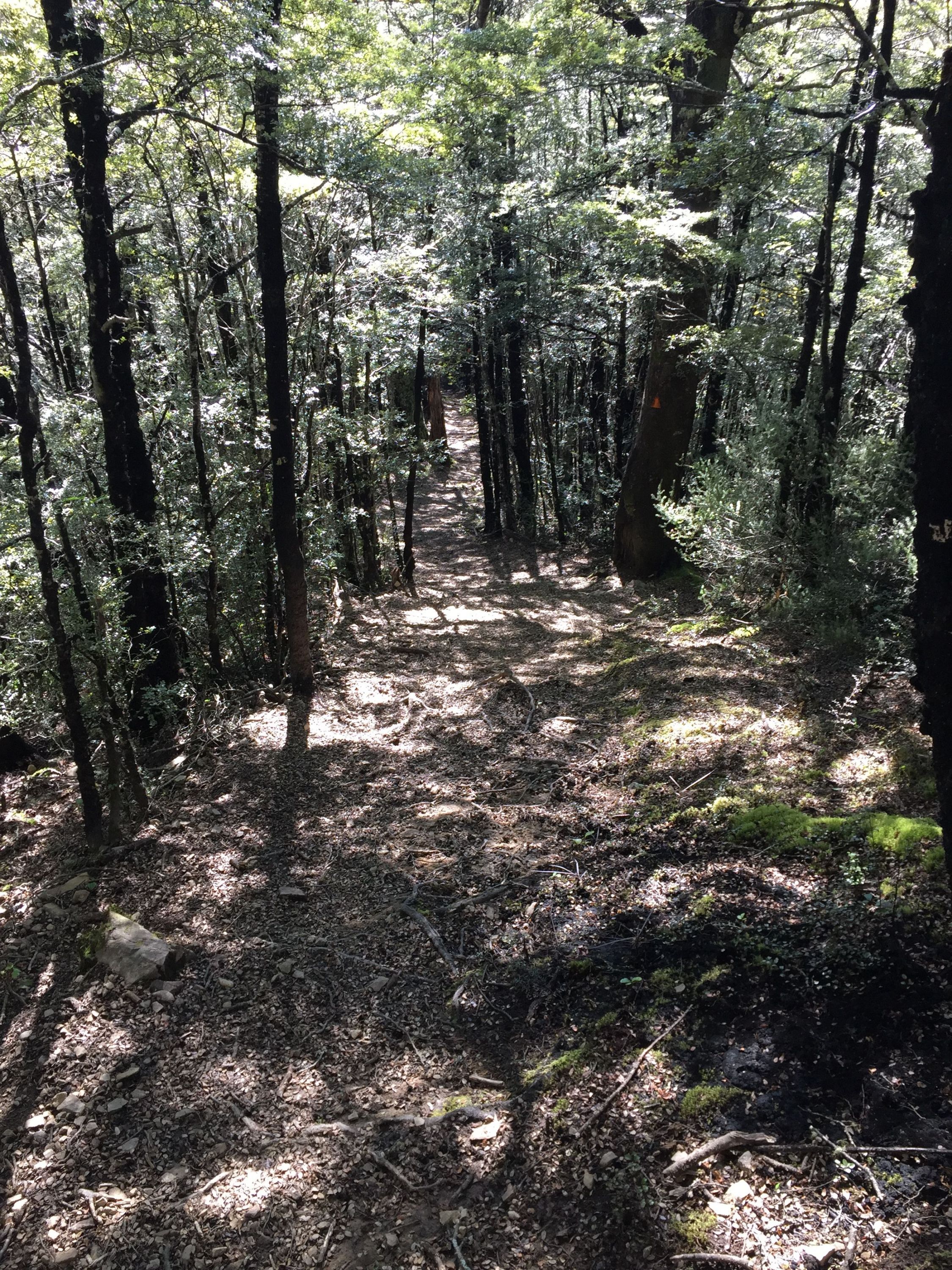 Benmore Hut to the bushline, Canterbury - Trails Photo Gallery - Wild ...