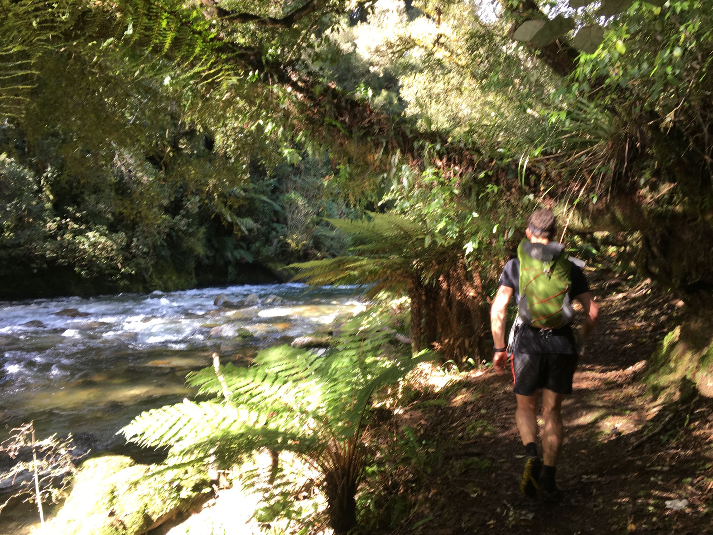 Whirinaki Long Loop, Bay of Plenty - Trails Photo Gallery - Wild Things
