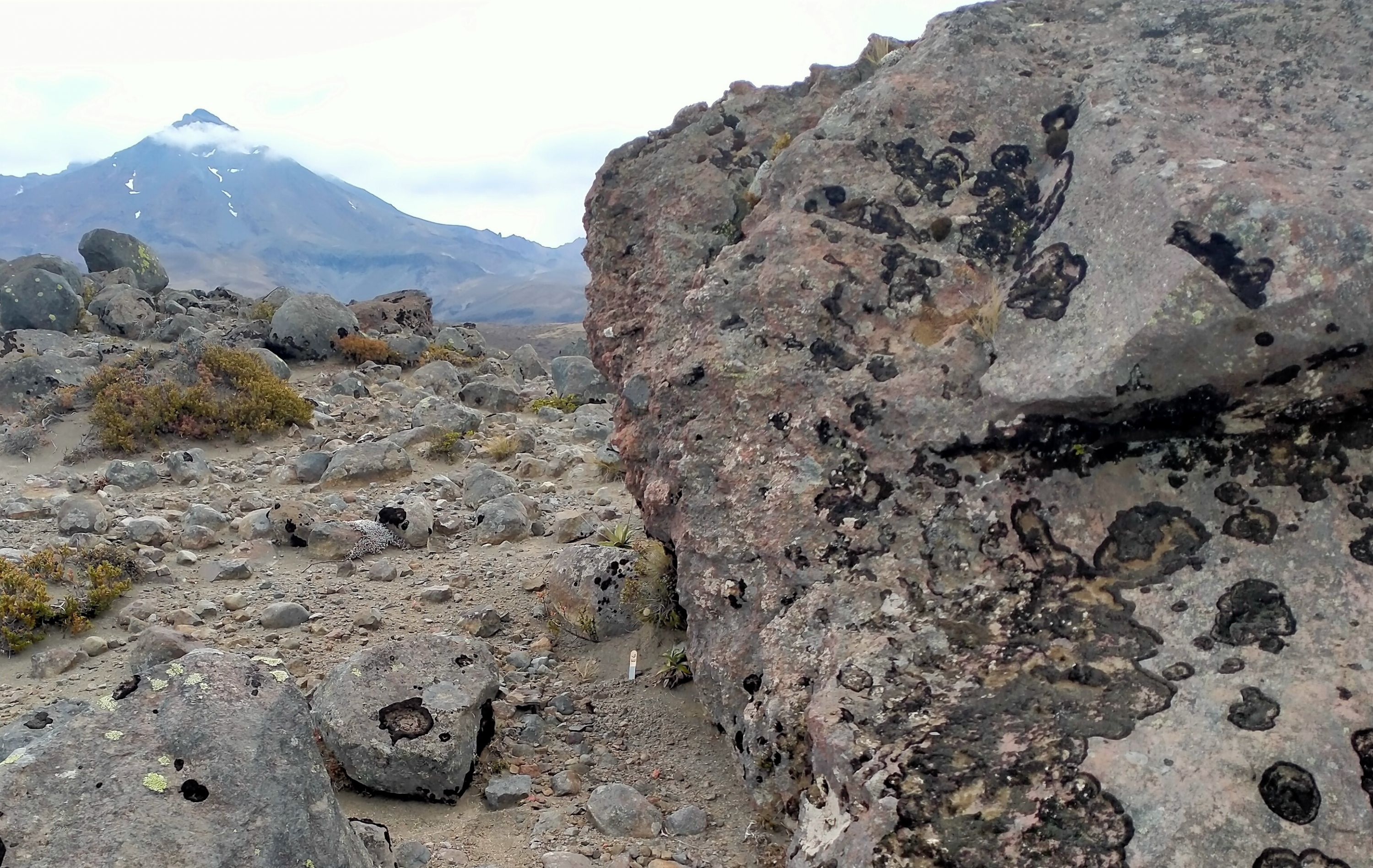 Eastern Tongariro, Manawatu - Wanganui - Trails Photo Gallery - Wild Things