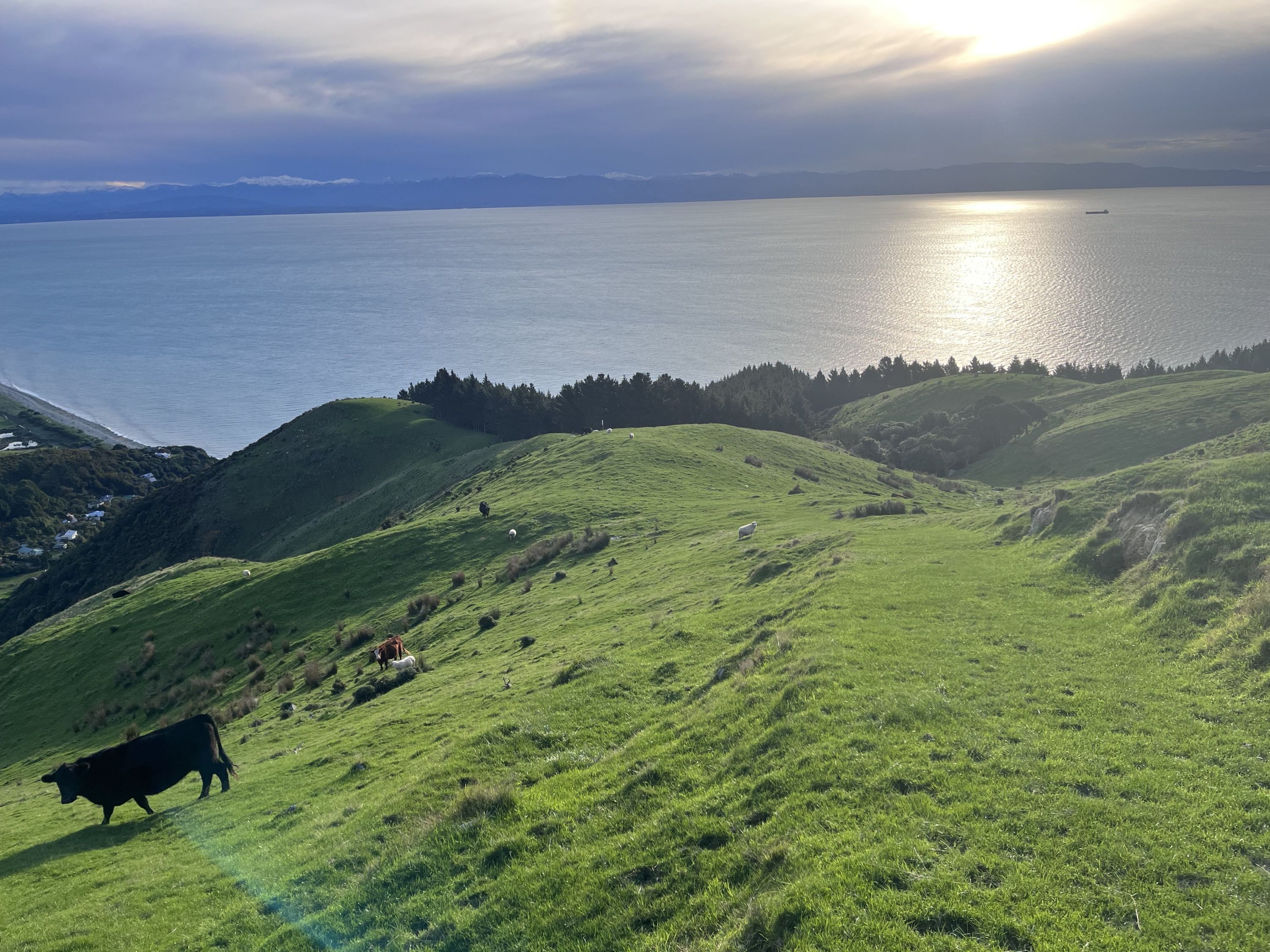 Cable Bay - Glenduan, Nelson - Trails Photo Gallery - Wild Things