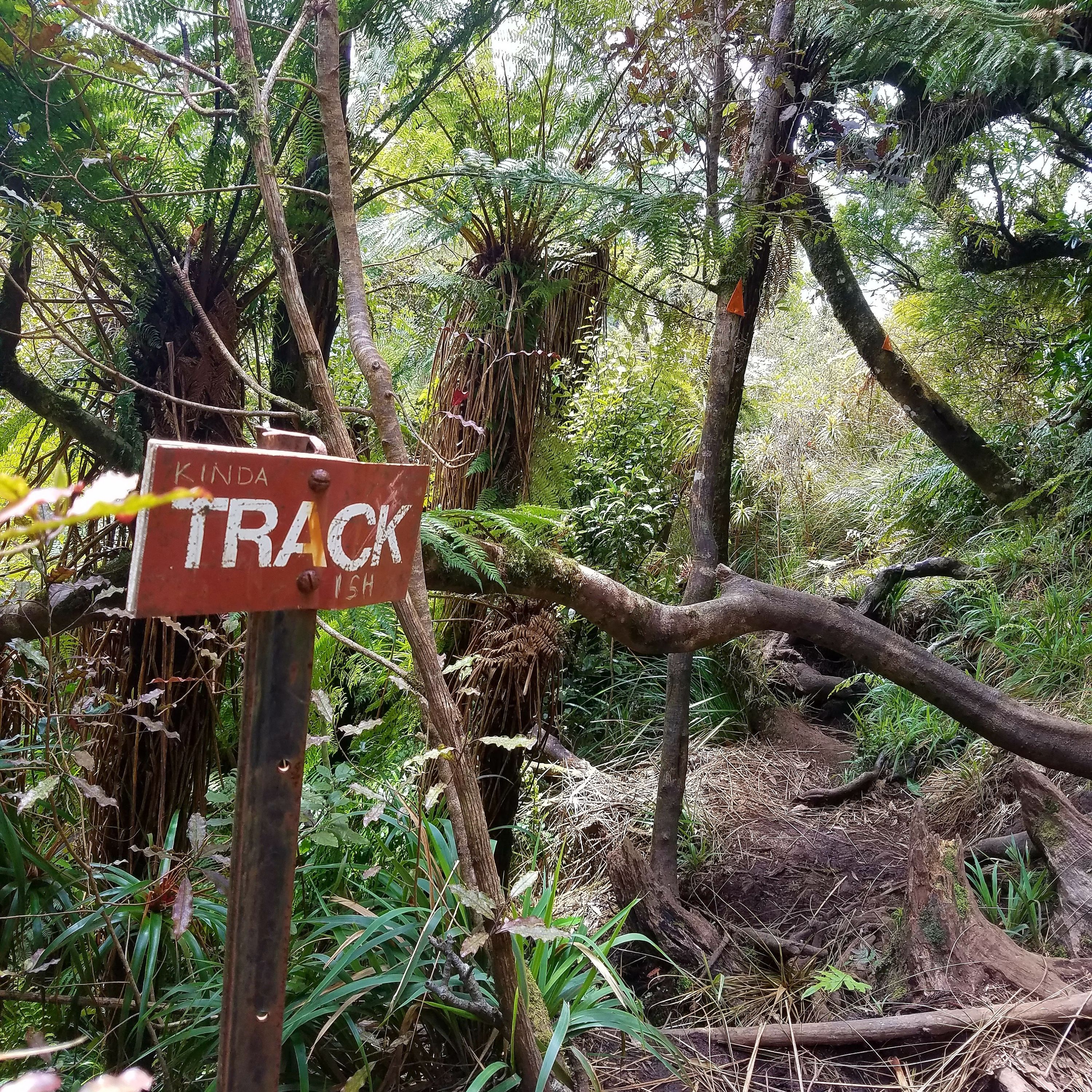 Pirongia Loop of Awesomeness, Waikato - Trails Photo Gallery - Wild Things