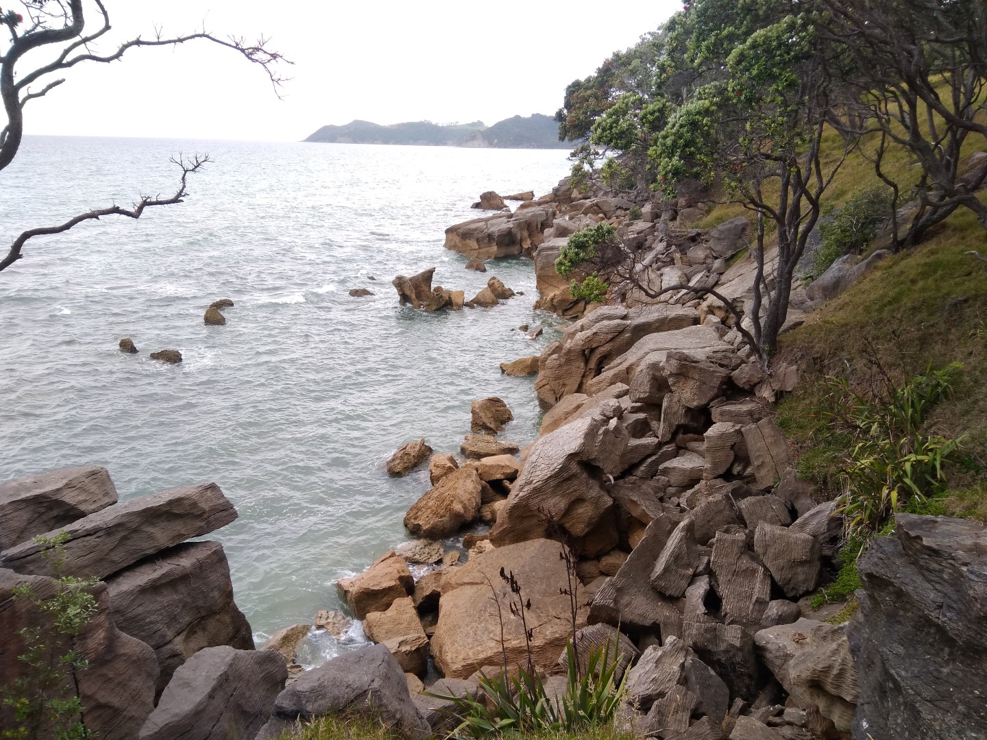 Waipu Coastal Trail loop, Northland - Trails Photo Gallery - Wild Things