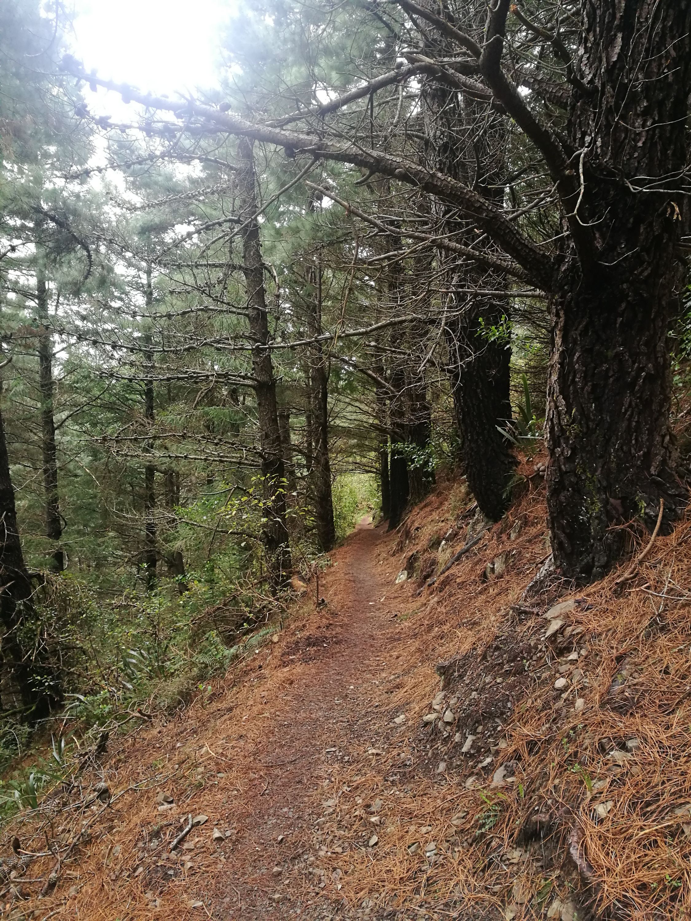 Mt Grey, Canterbury - Trails Photo Gallery - Wild Things