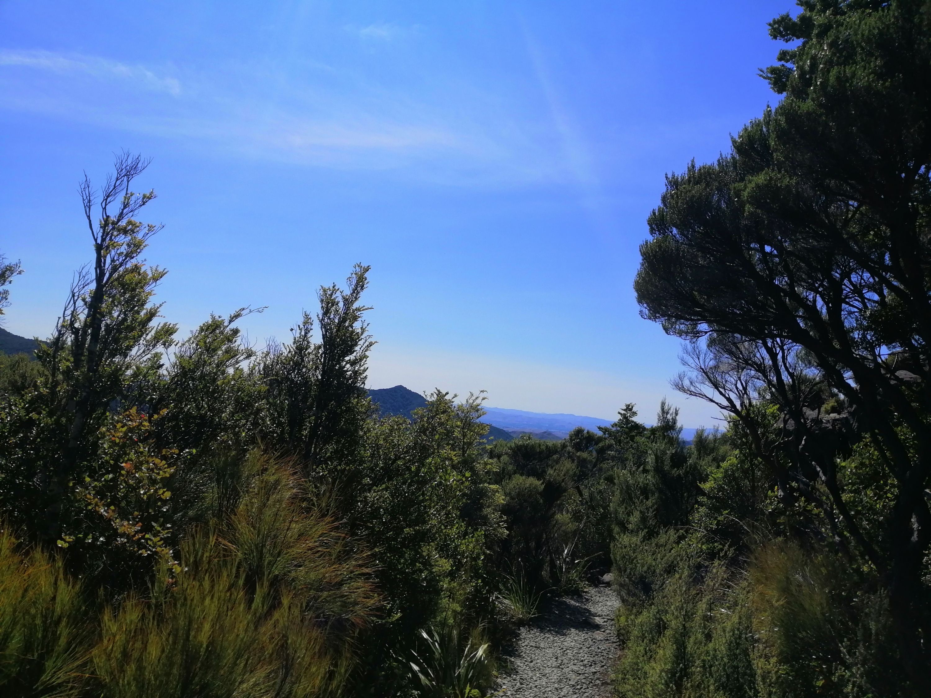 Hooper Loop - Mt Holdsworth, Wellington - Trails Photo Gallery - Wild ...