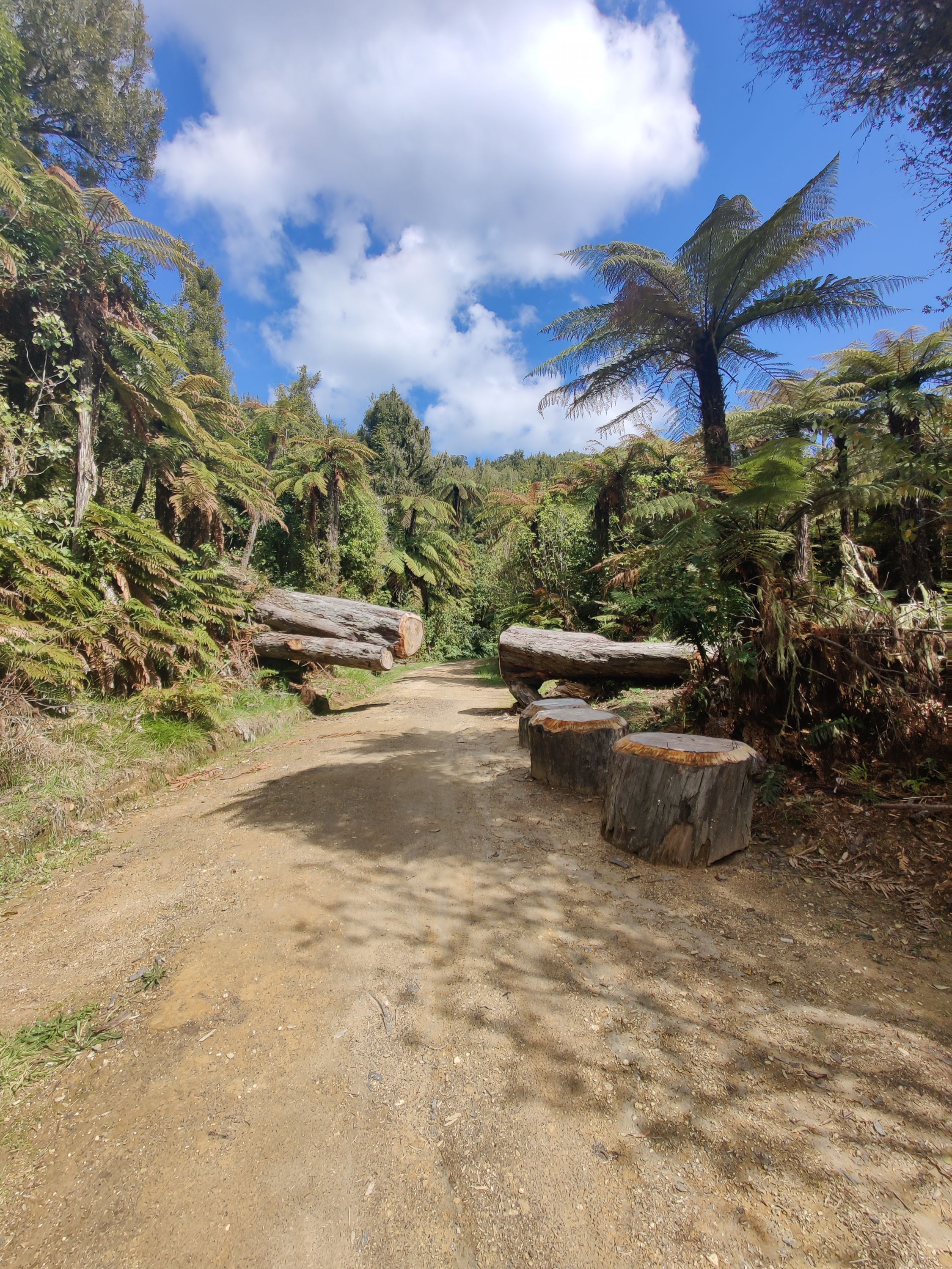 Timber Trail, Waikato - Trails Photo Gallery - Wild Things