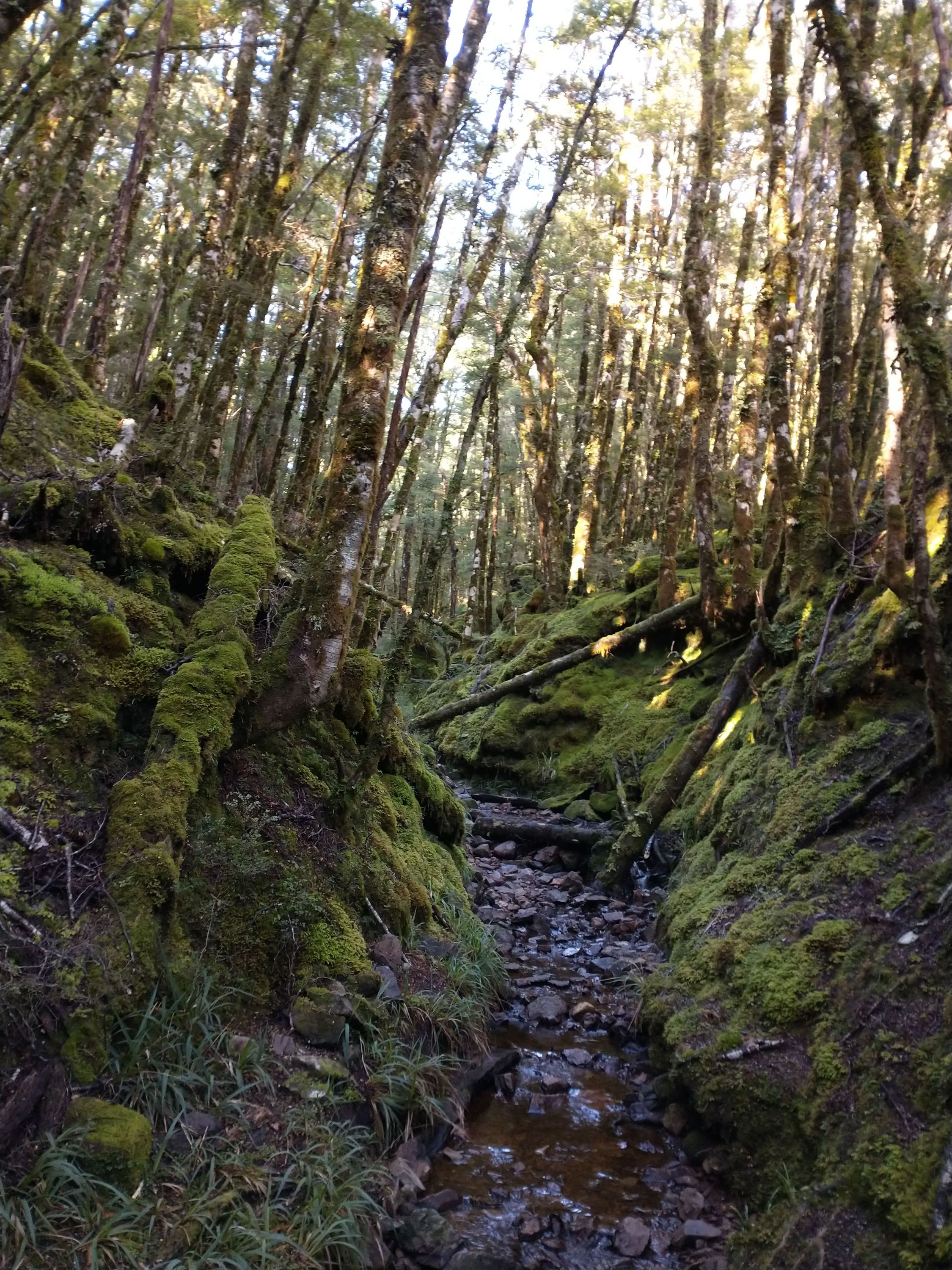 Waiuta Ghost Town, West Coast - Trails Photo Gallery - Wild Things