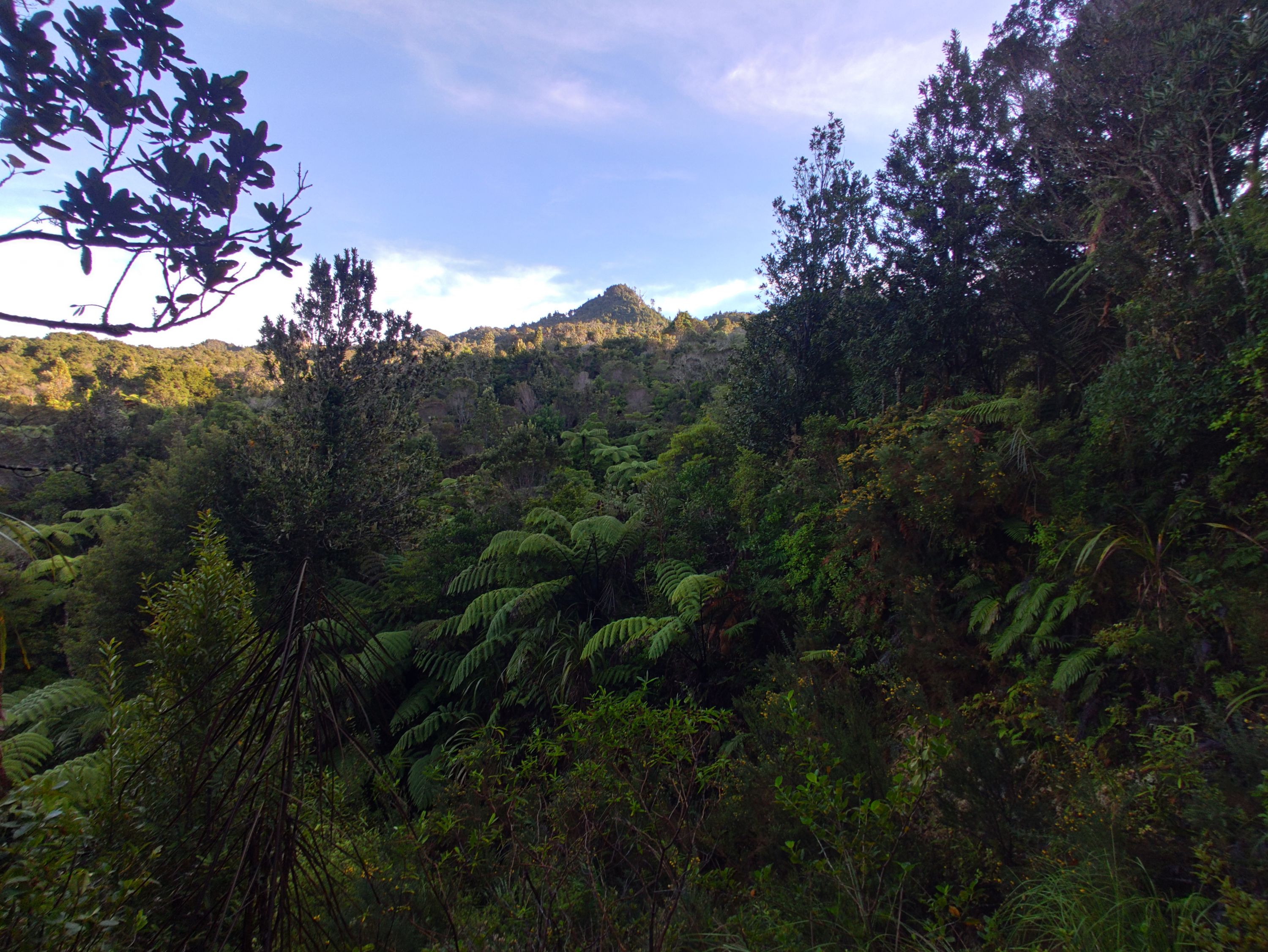 Crosbies Hut via Karaka Track , Waikato - Trails Photo Gallery - Wild ...