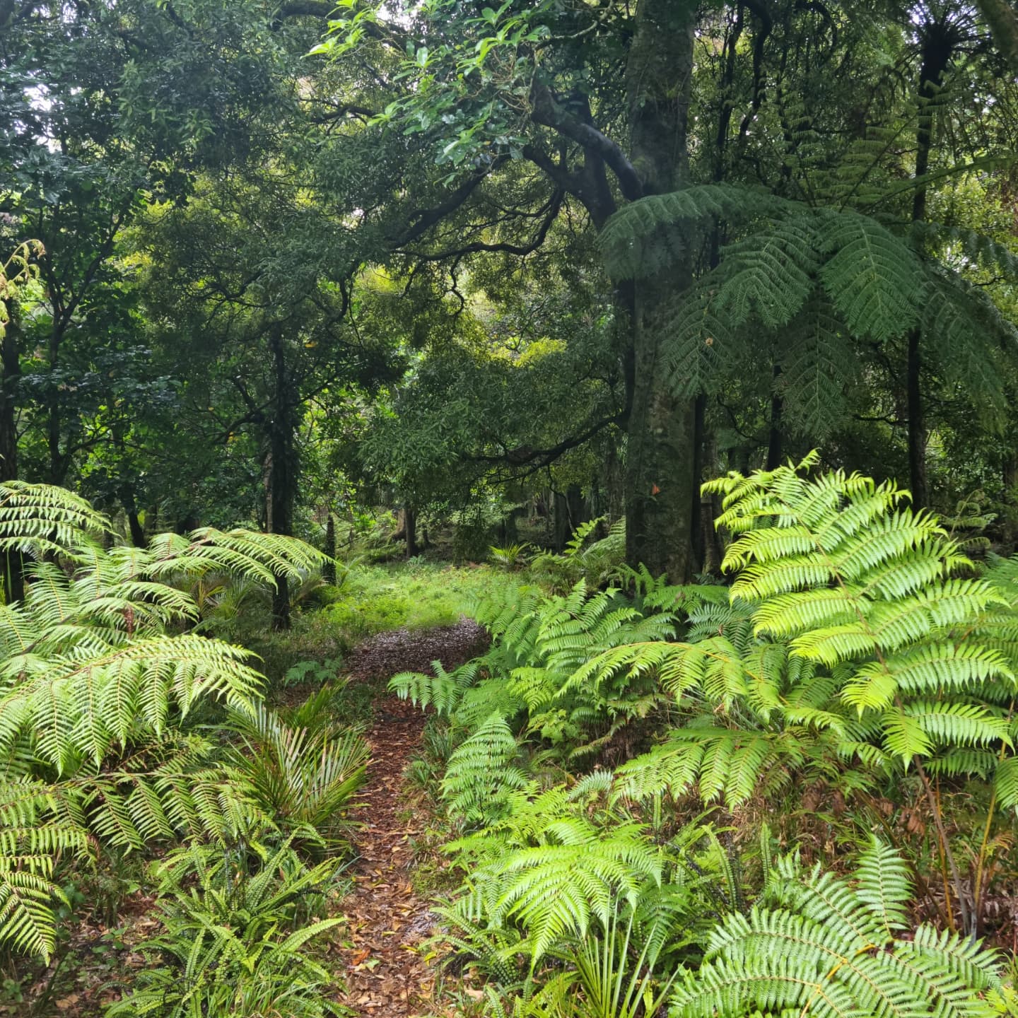 Karamu Walkway South, Waikato - Trails Photo Gallery - Wild Things