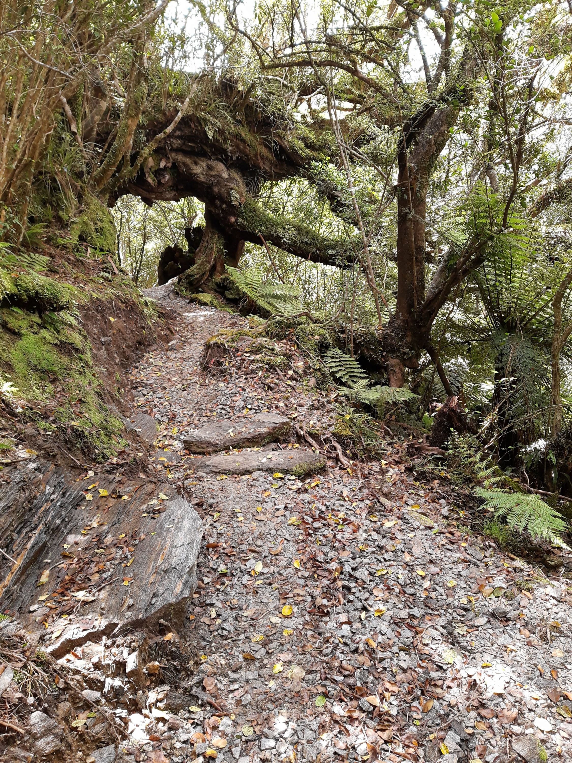 Alex Knob, West Coast - Trails Photo Gallery - Wild Things